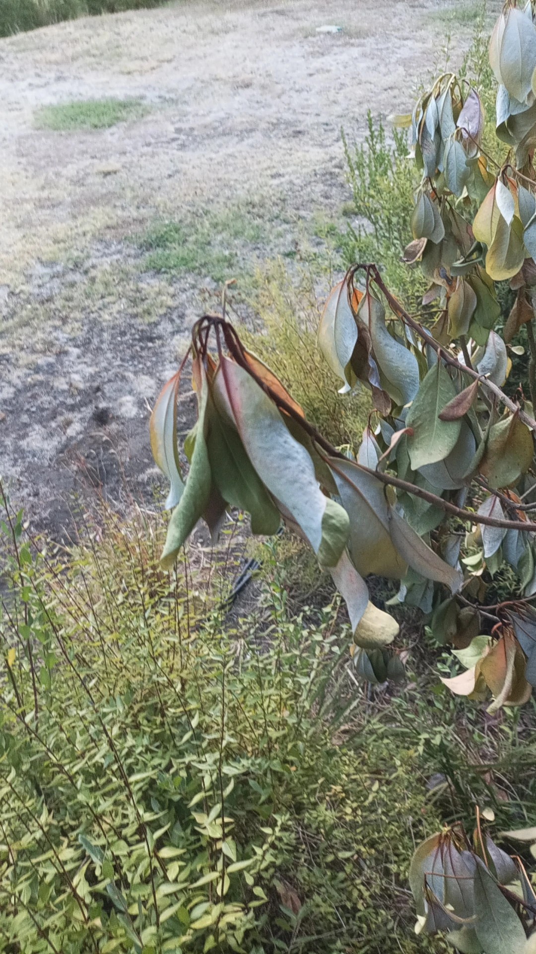 How to Treat Wilting Disease on Great laurel?