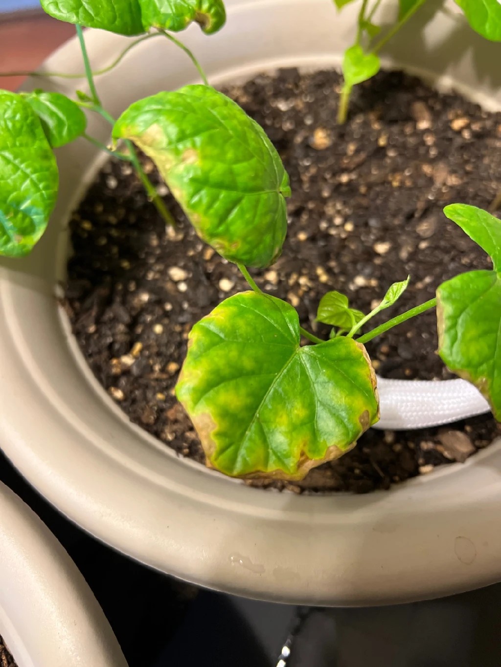 How to Treat Brown blotch yellow edge Disease on Common morning glory?