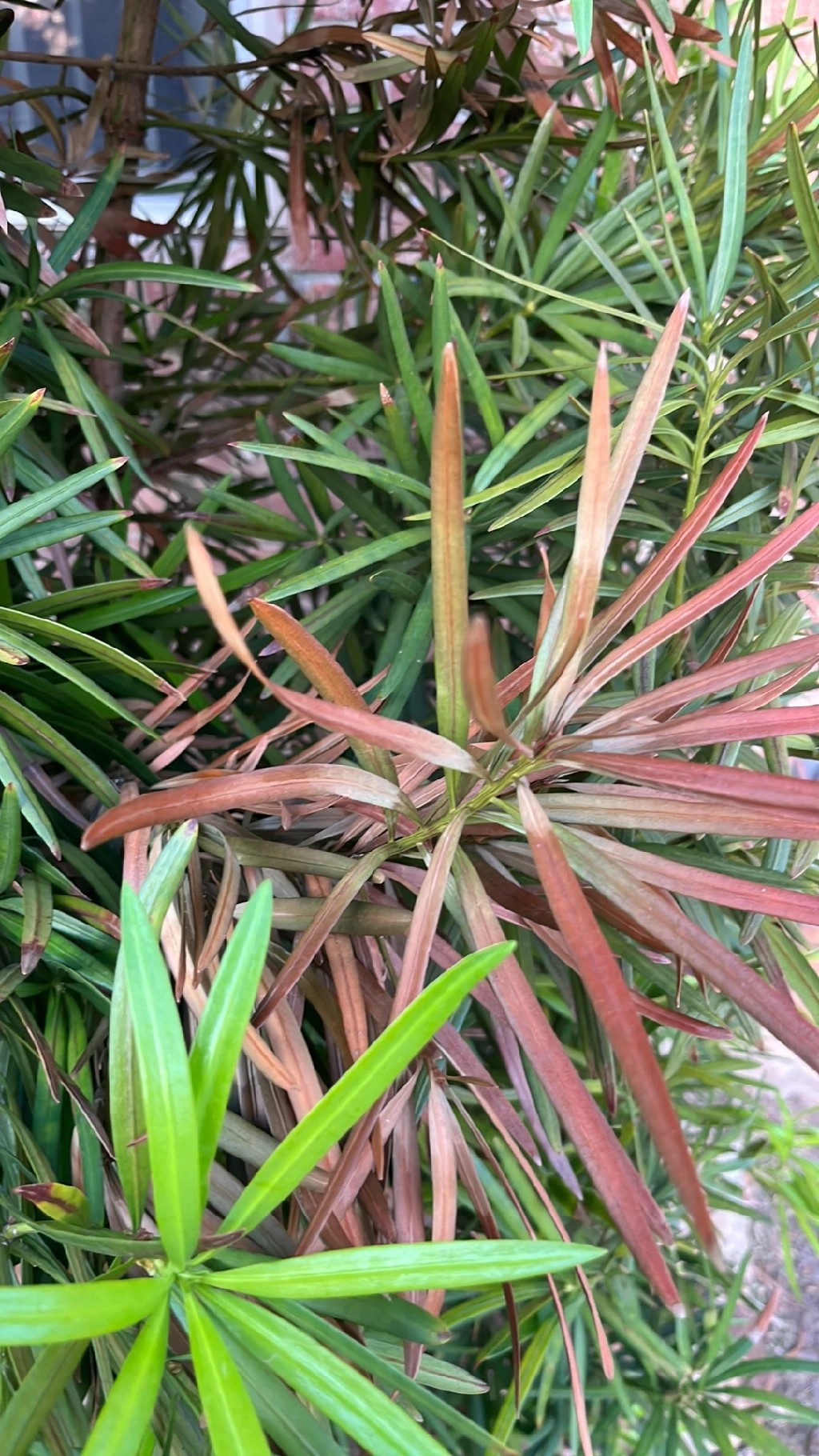 How to Treat Leaf blight Disease on Buddhist pine?