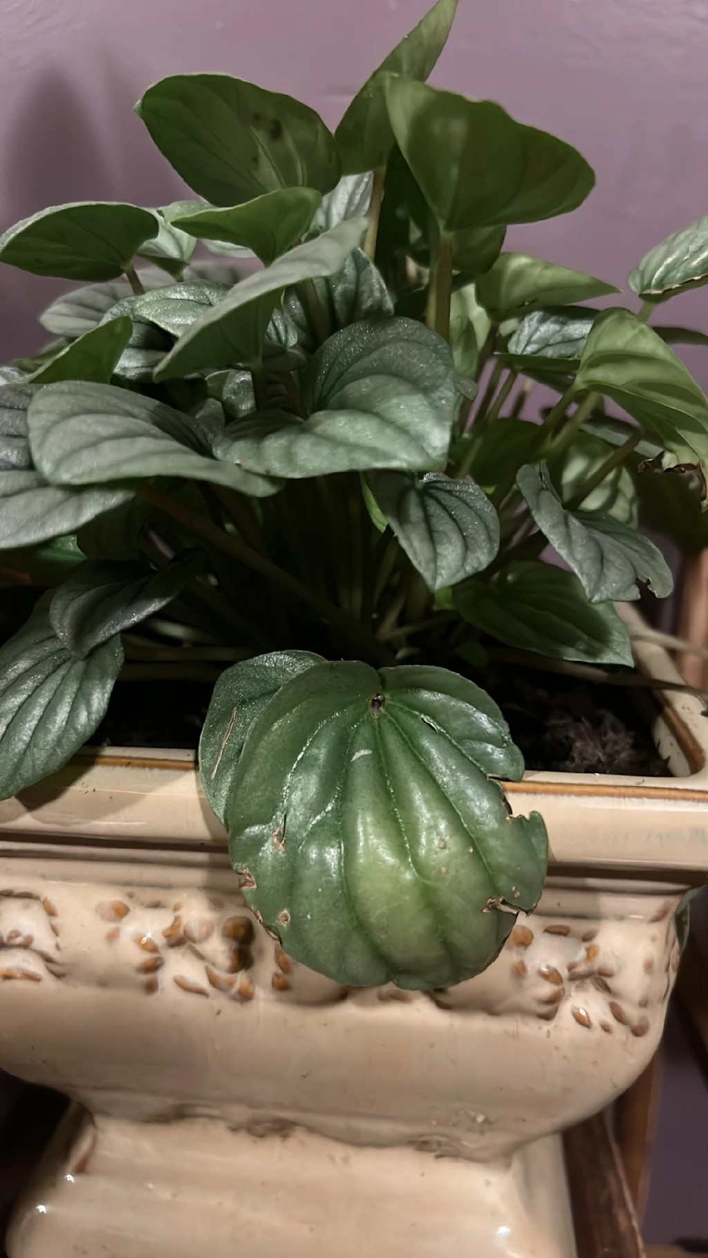 How to Treat Leaf rot Disease on Emerald ripple peperomia?