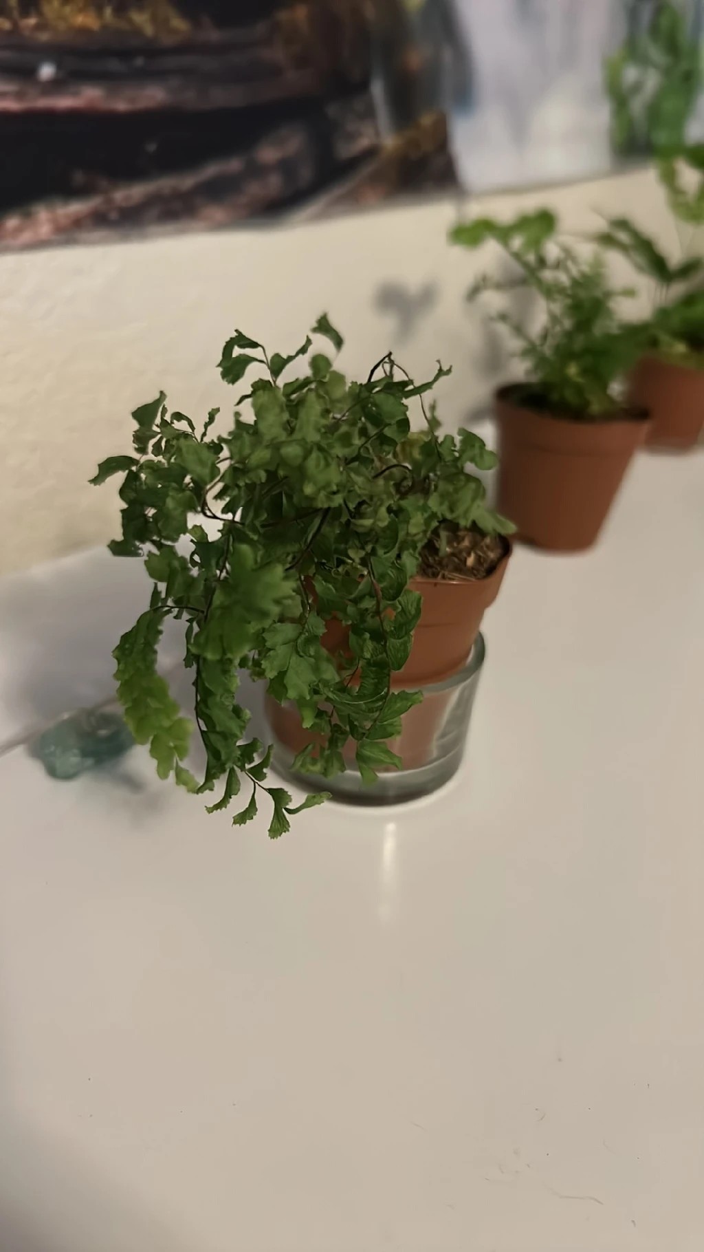 How to Treat Wilting Disease on Southern maidenhair fern?