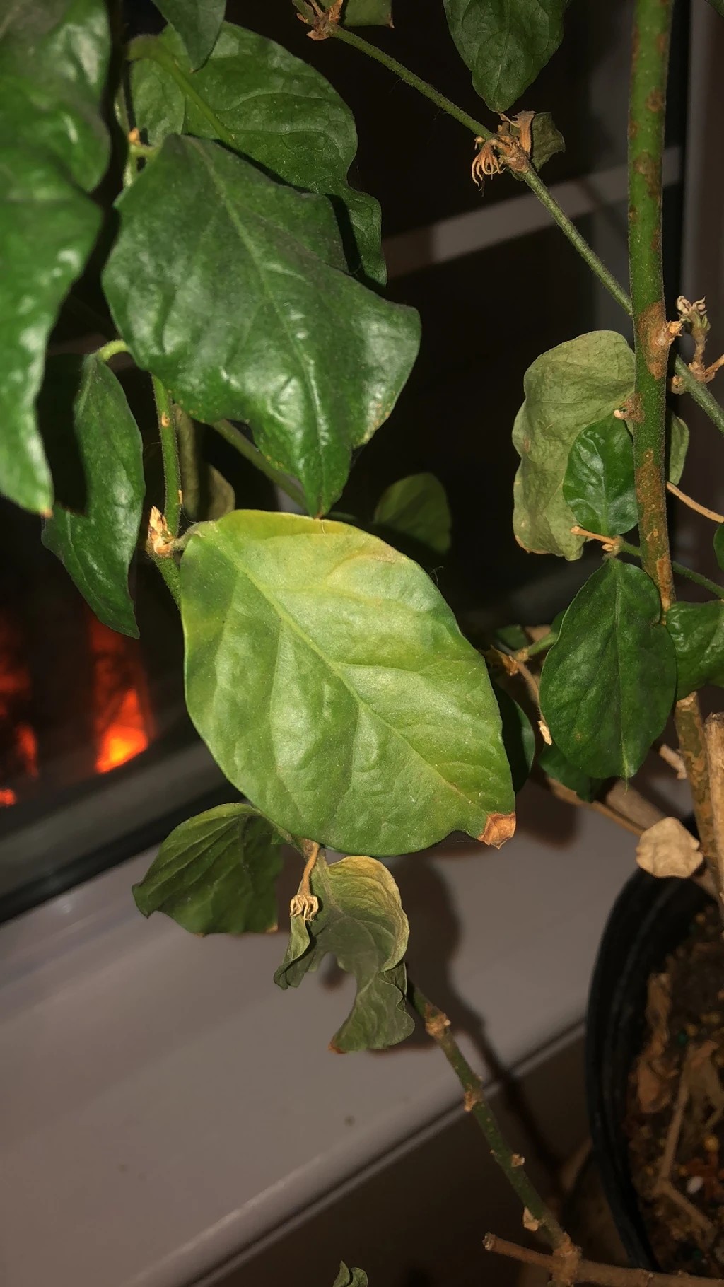 How to Treat Wilting Disease on Arabian jasmine?