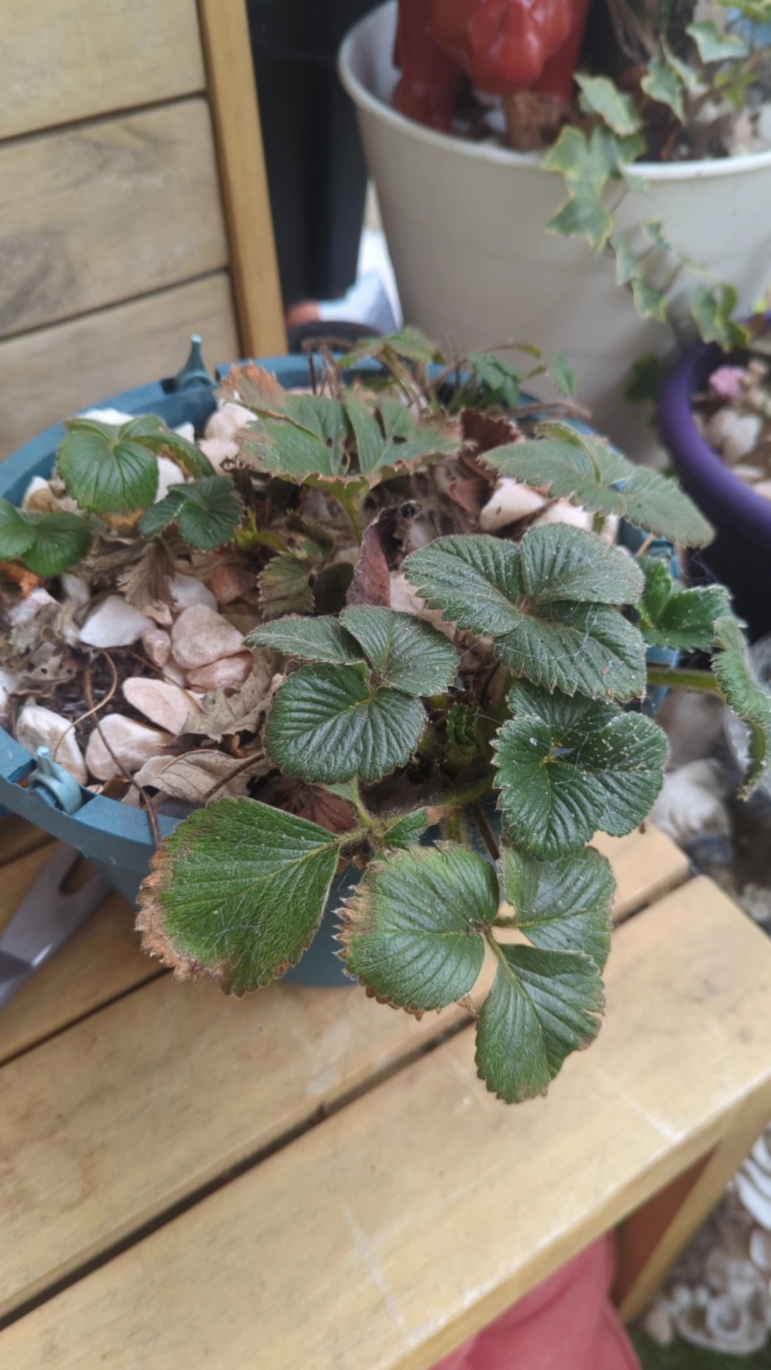 How to Treat Leaf blight Disease on Woodland strawberry?