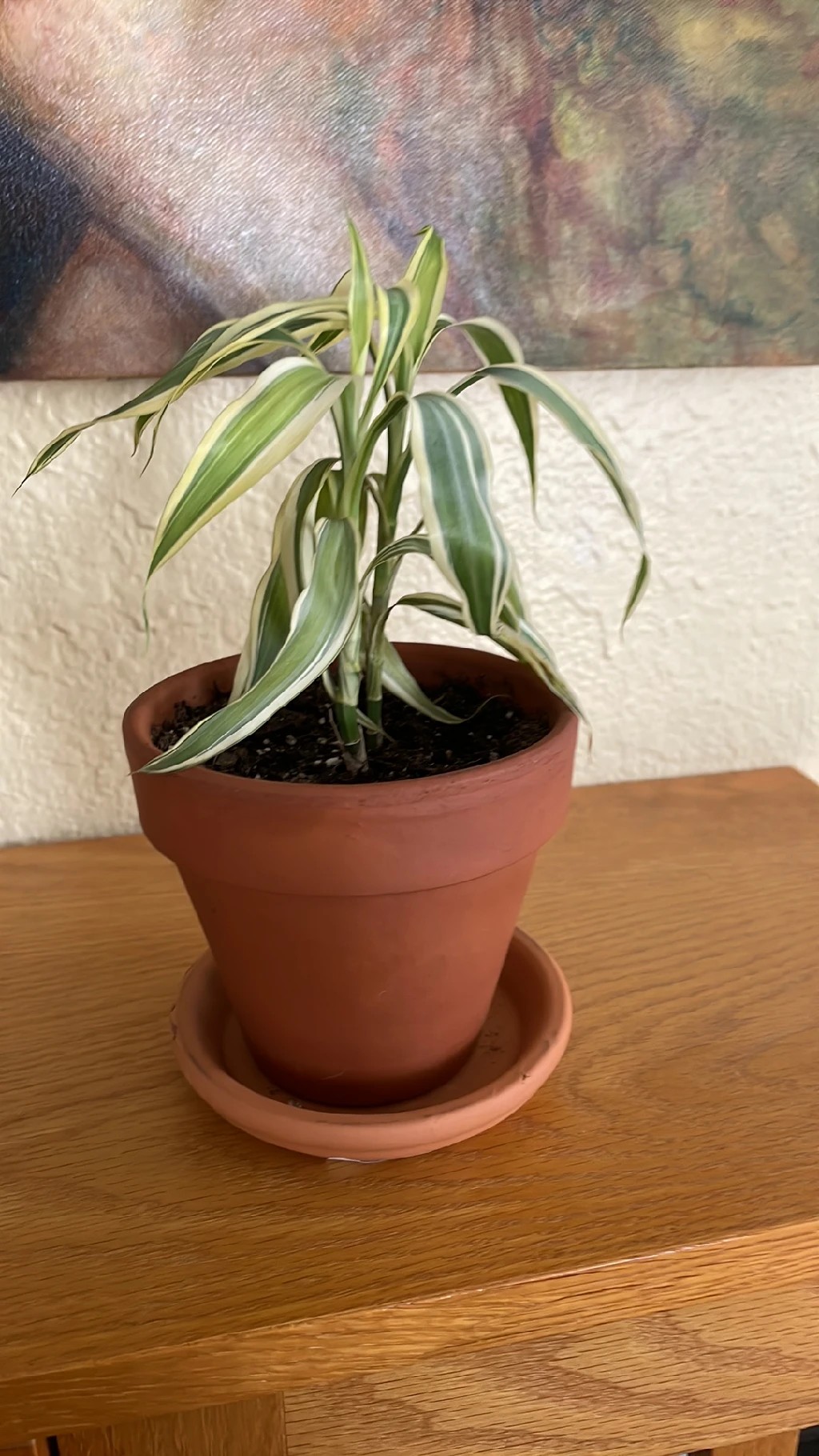 Trasplante De Esquejes De Bambú Cómo Cultivar Y Cuidar Una Bambú De
