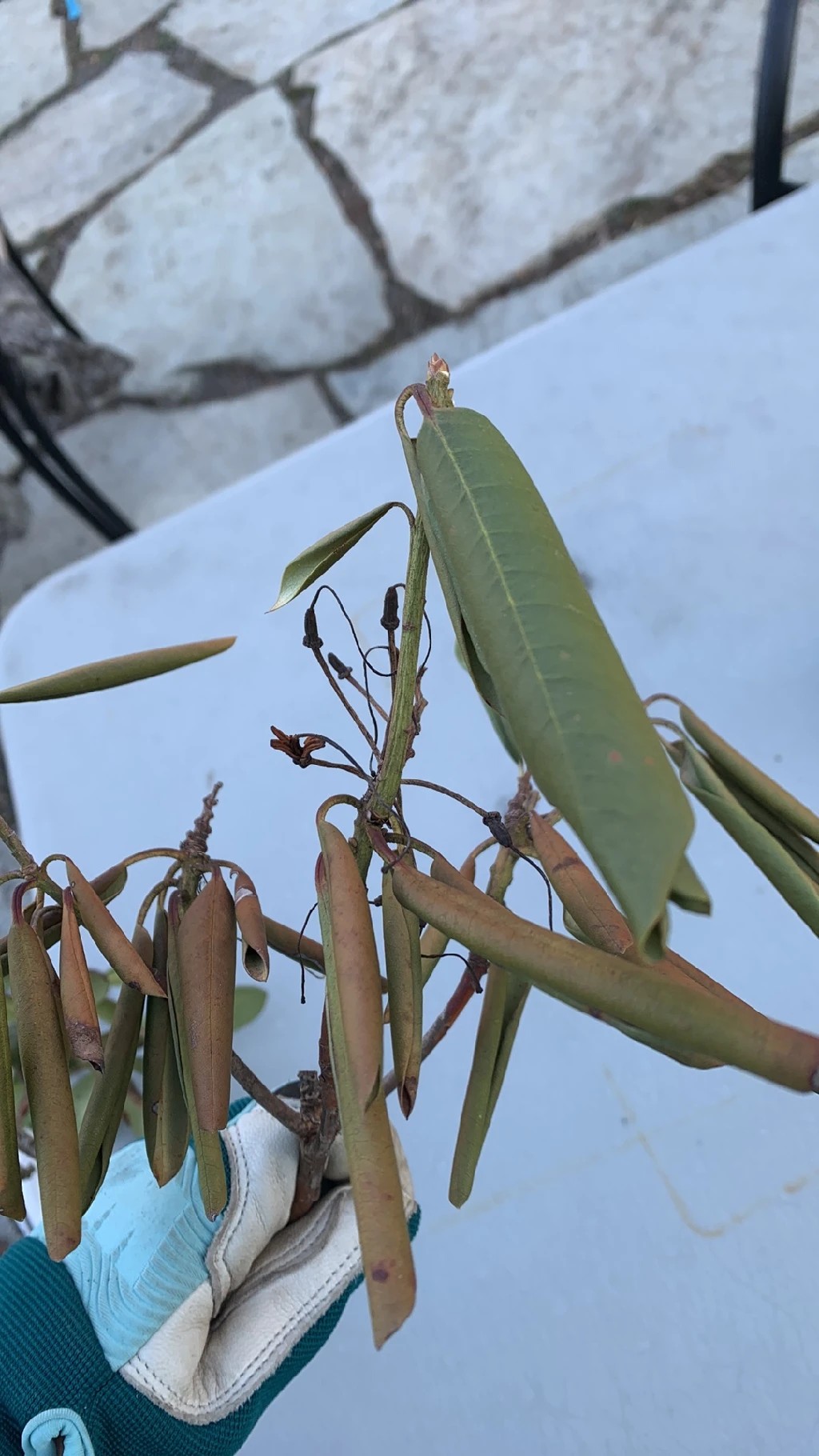 How to Treat Wilting Disease on Great laurel?