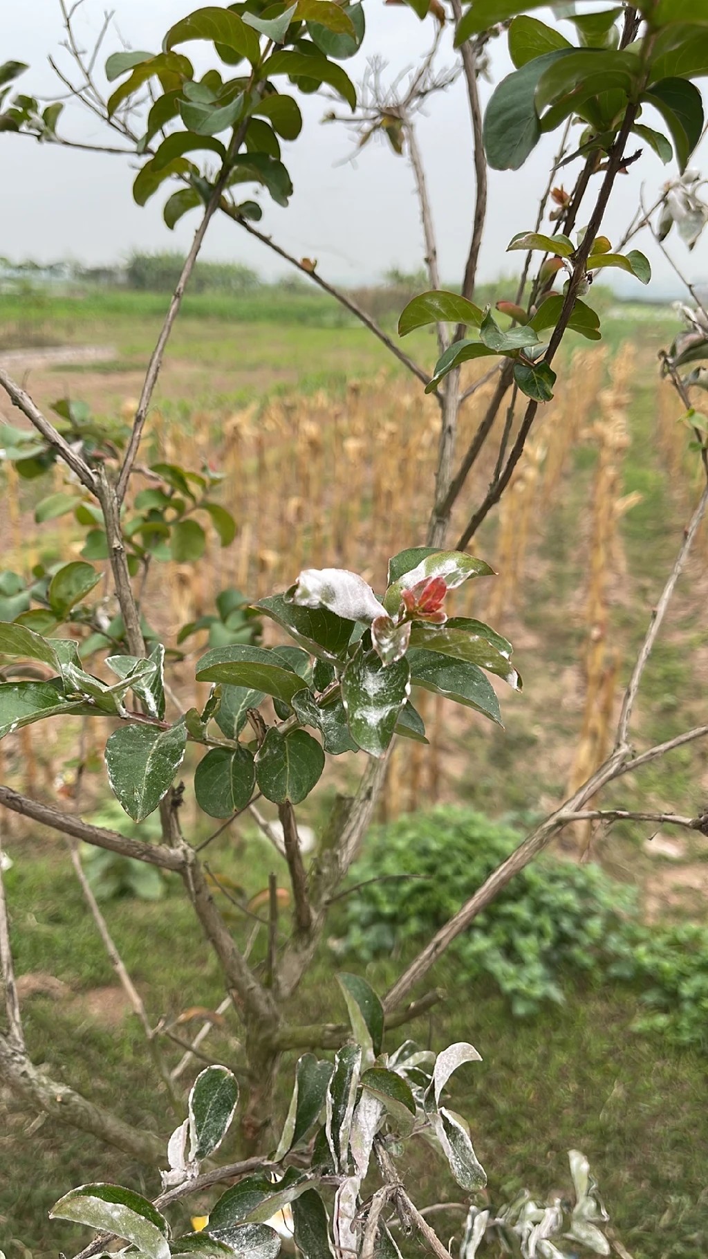 How to Treat Powdery mildew Disease on Crepe myrtle?