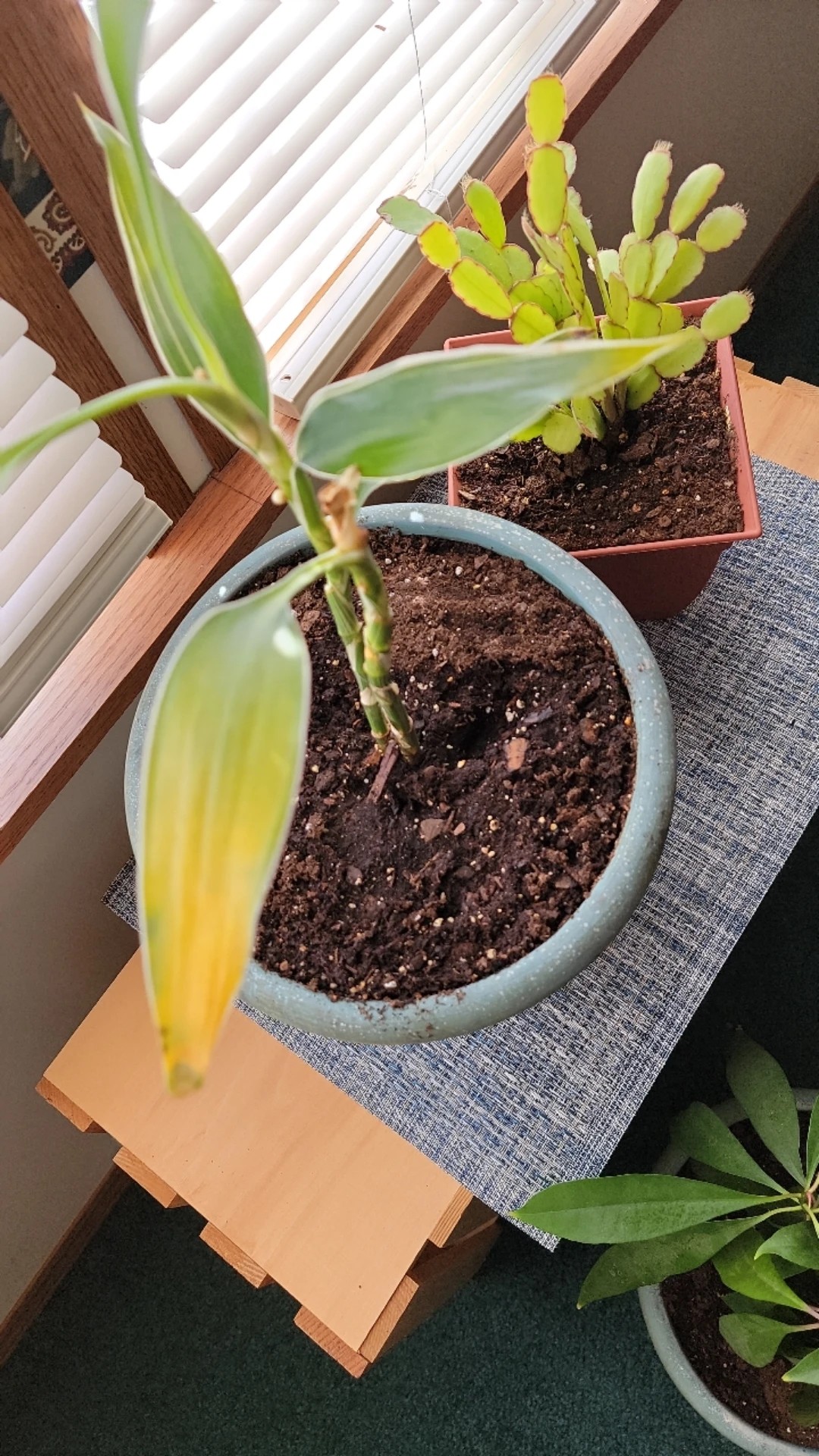 How to Treat Wilting Disease on Lucky bamboo?