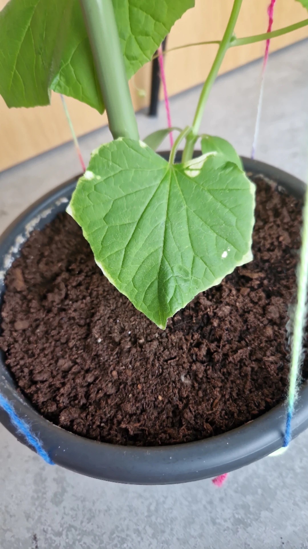 How to Treat Leaf spot Disease on Cucumber?