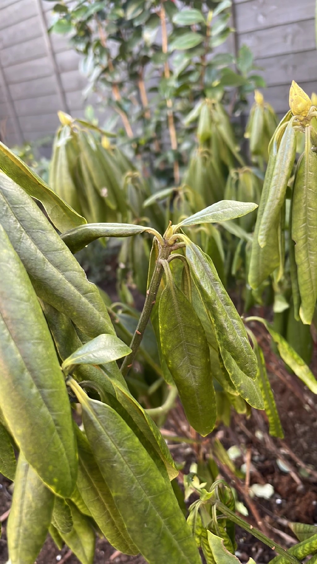 How to Treat Wilting Disease on Great laurel?