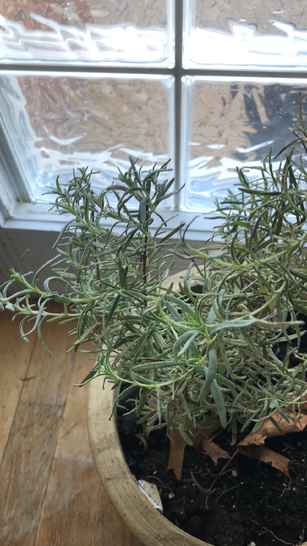 How to Treat Wilting Disease on Rosemary?