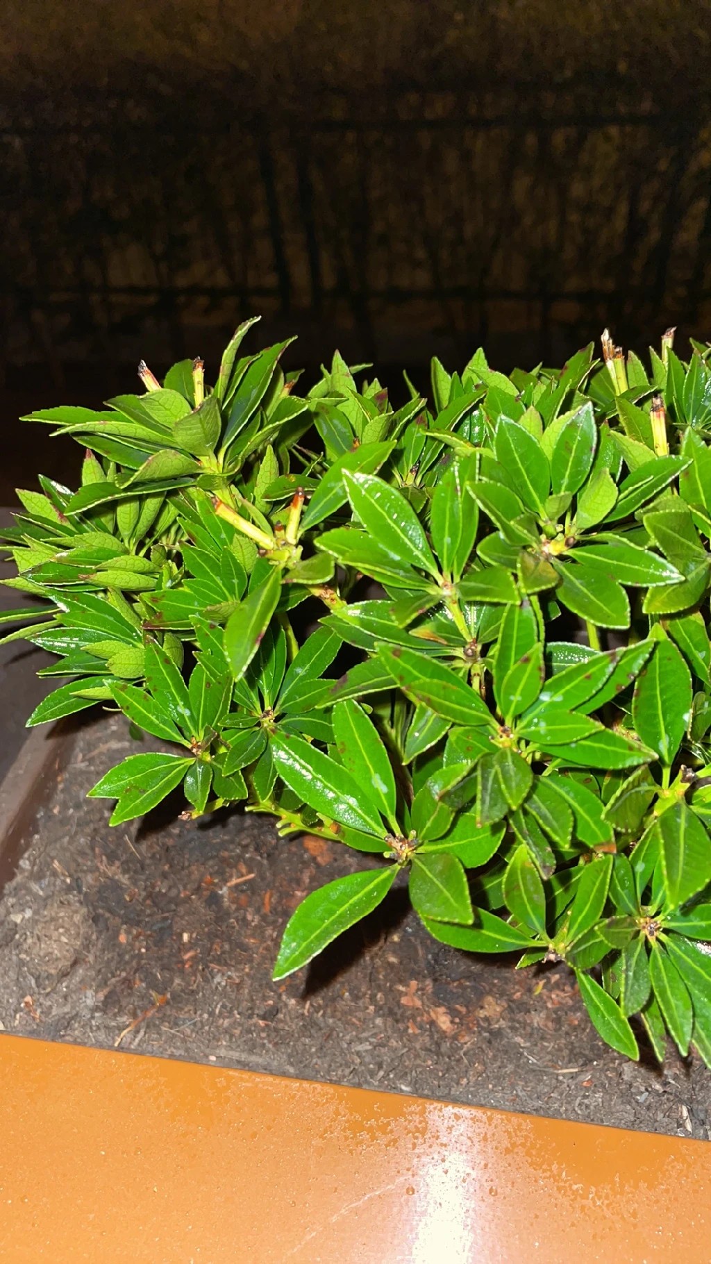 How to Treat Brown blotch Disease on Japanese pieris?