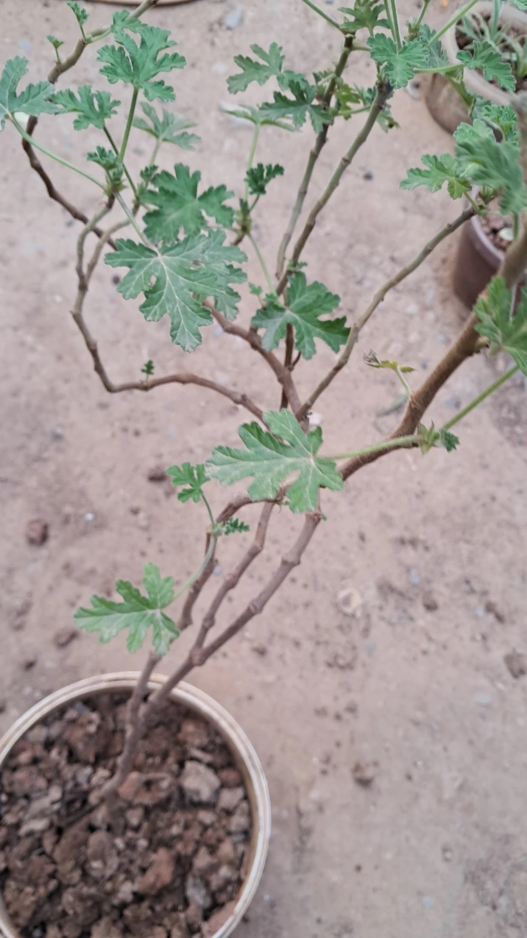 How to Treat Leaf rot Disease on Rose geranium?