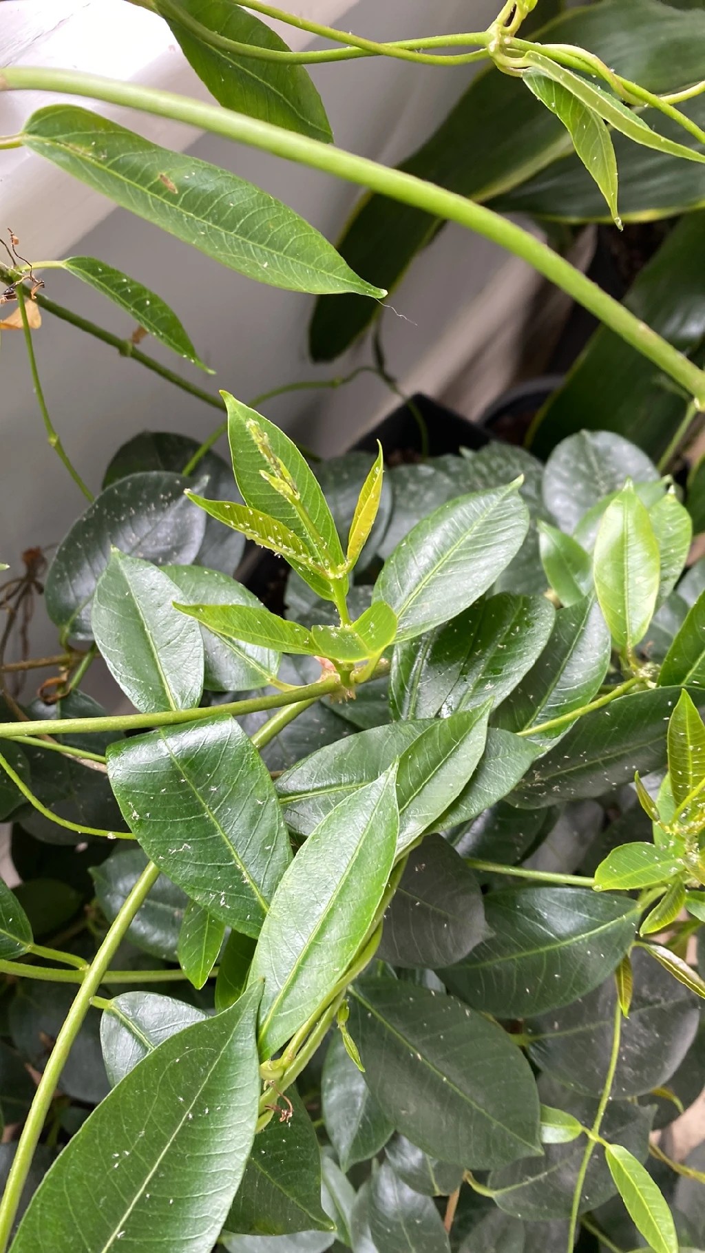 How to Treat Aphids Disease on Brazilian jasmine?