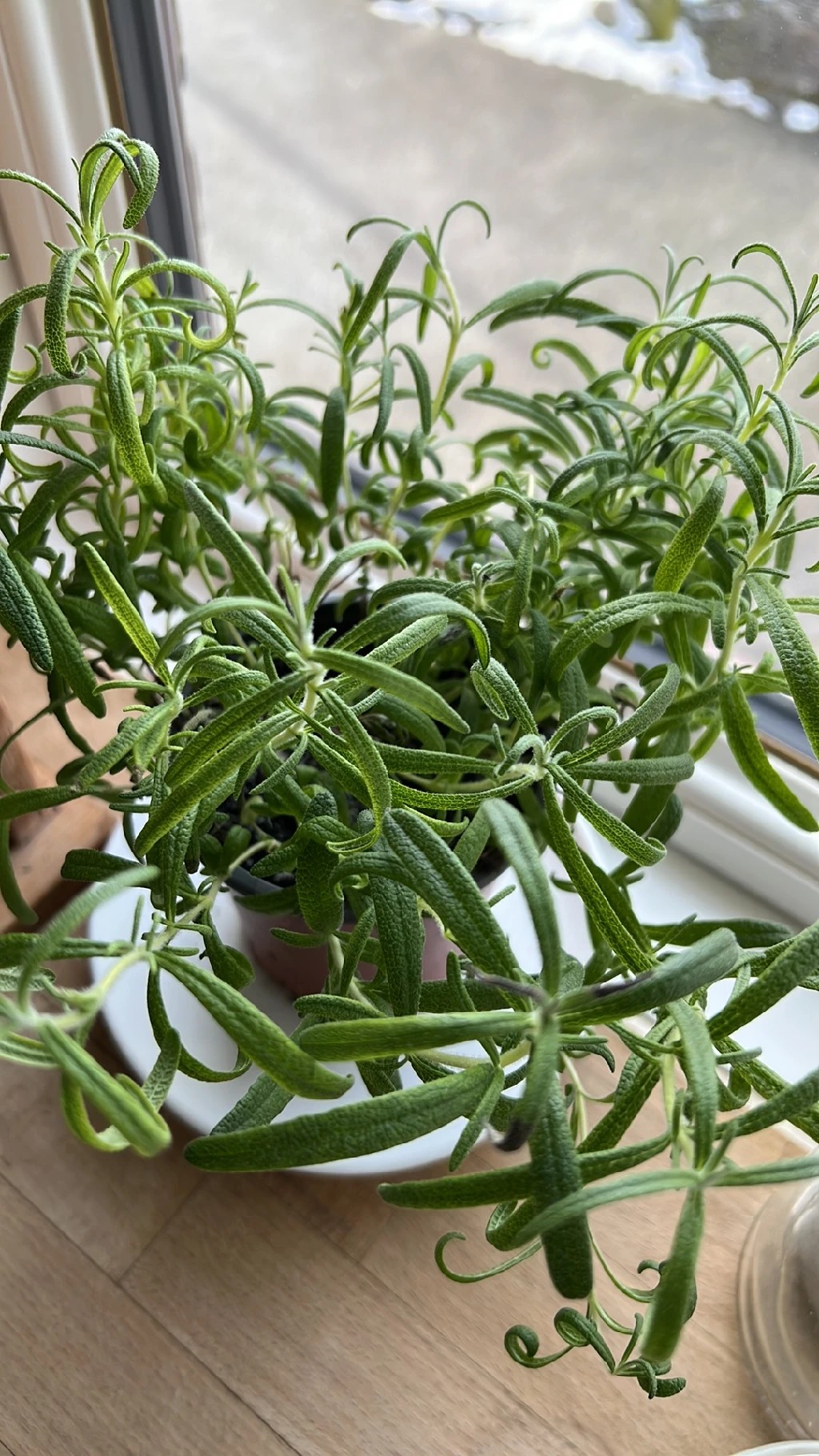 How to Treat Wilting Disease on Rosemary?