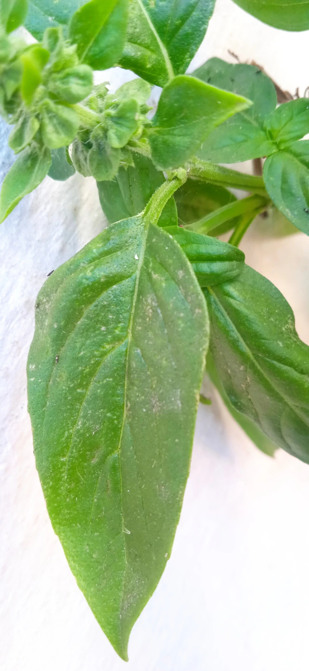 How to Treat Thrips Disease on Sweet basil?