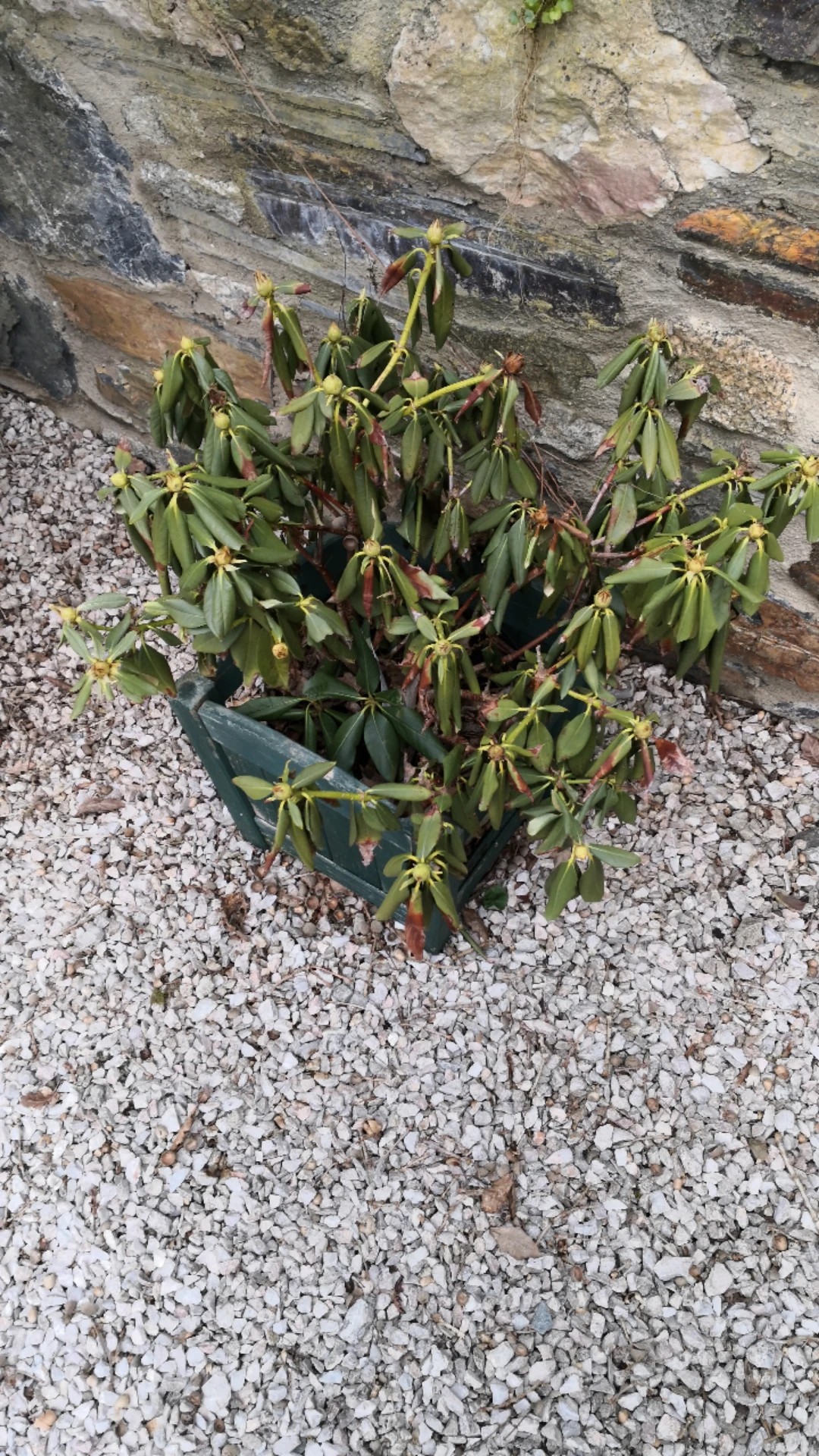How to Treat Wilting Disease on Great laurel?