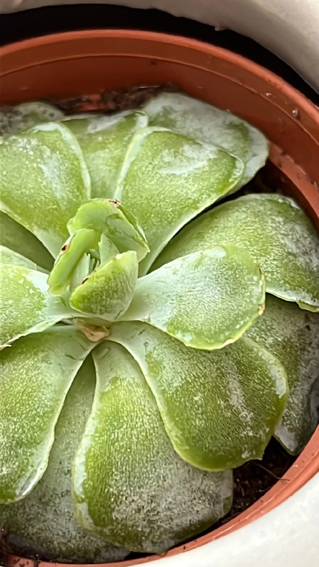 How to Treat Soft Rot Disease on Blue echeveria?