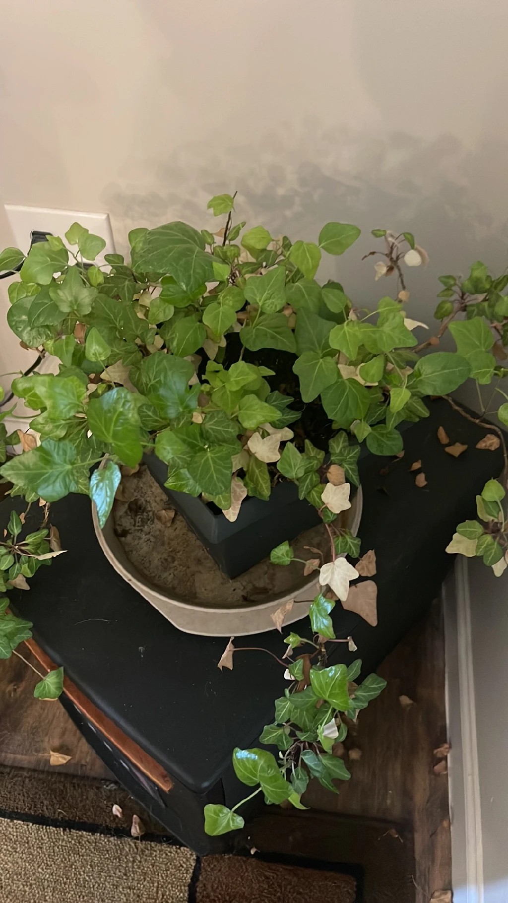 How to Treat Leaf blight Disease on English ivy?