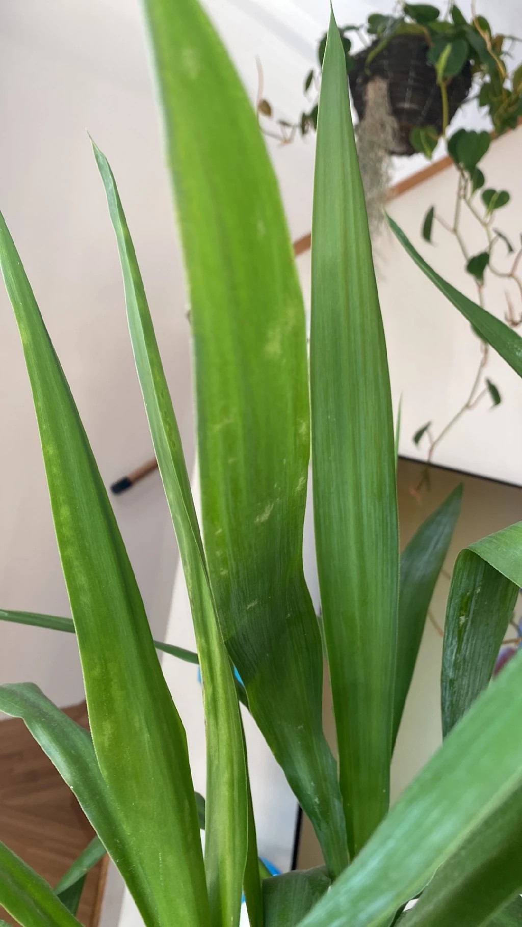 How to Treat Leaf spot Disease on Spineless yucca?