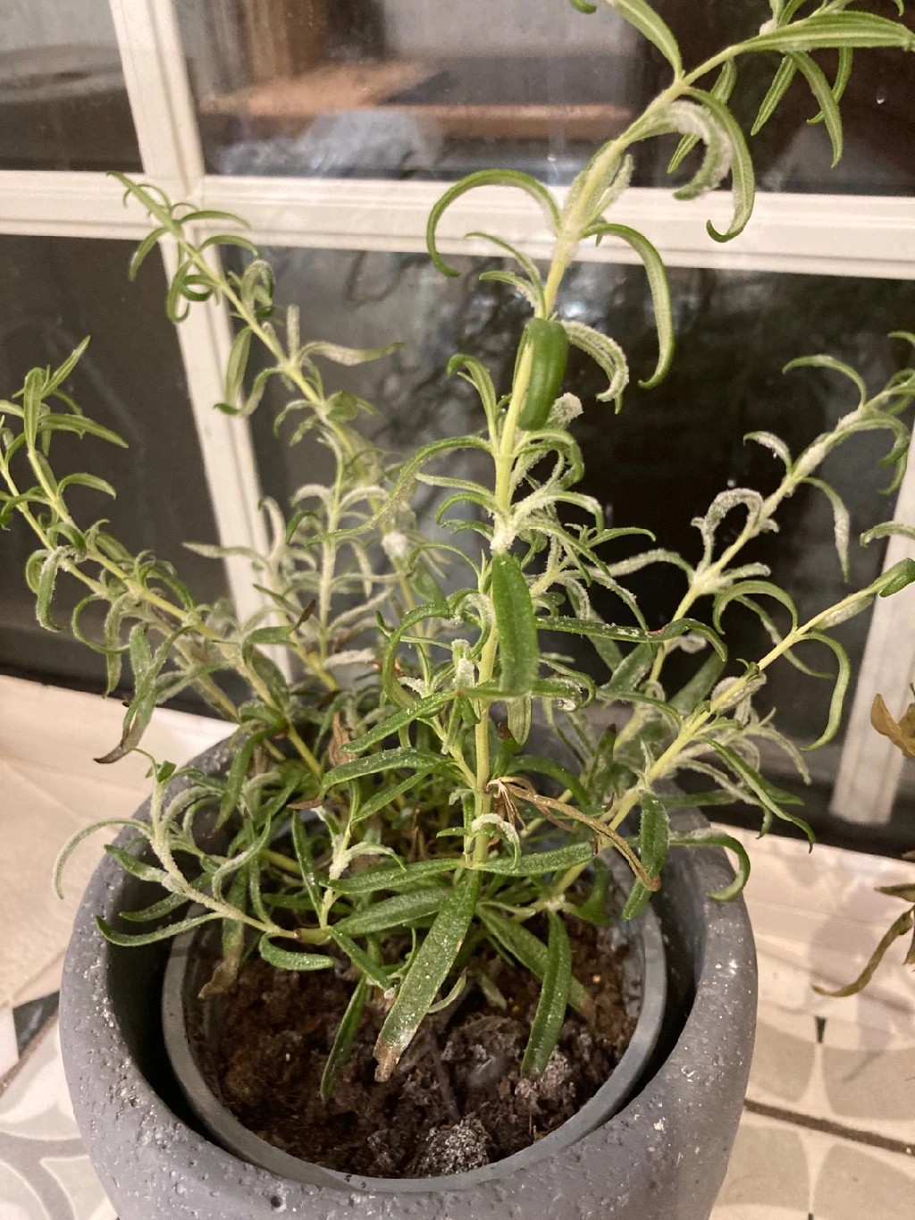How to Treat Wilting Disease on Rosemary?