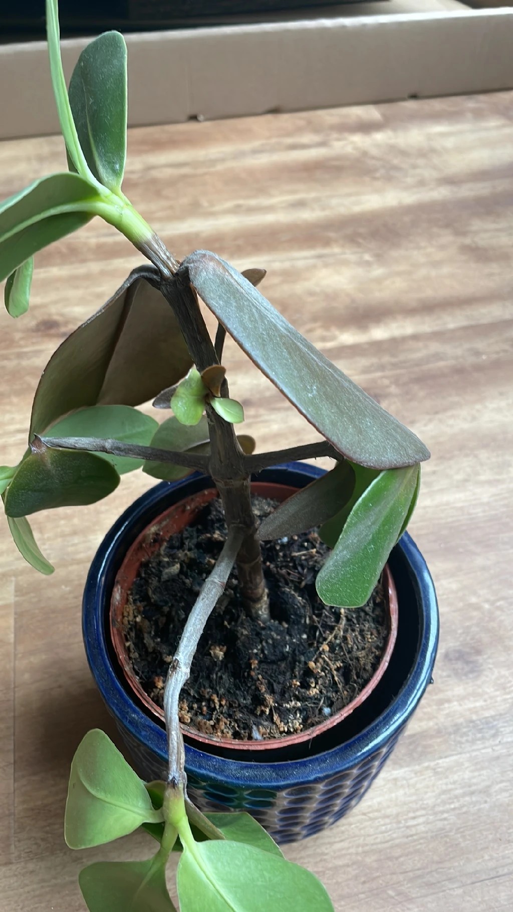 How to Treat Wilting Disease on Autograph tree?