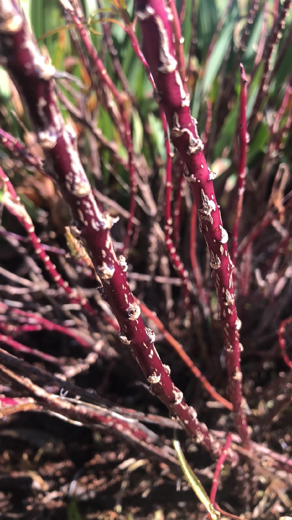 How to Treat Brown blotch Disease on Red osier dogwood?