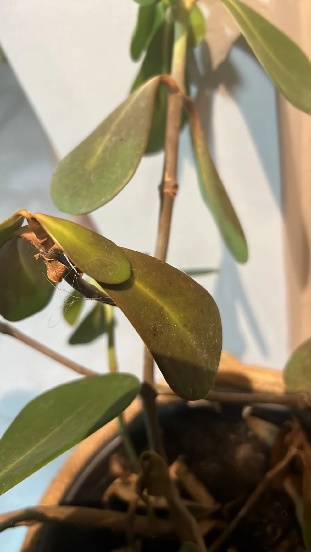 How to Treat Wilting Disease on Autograph tree?