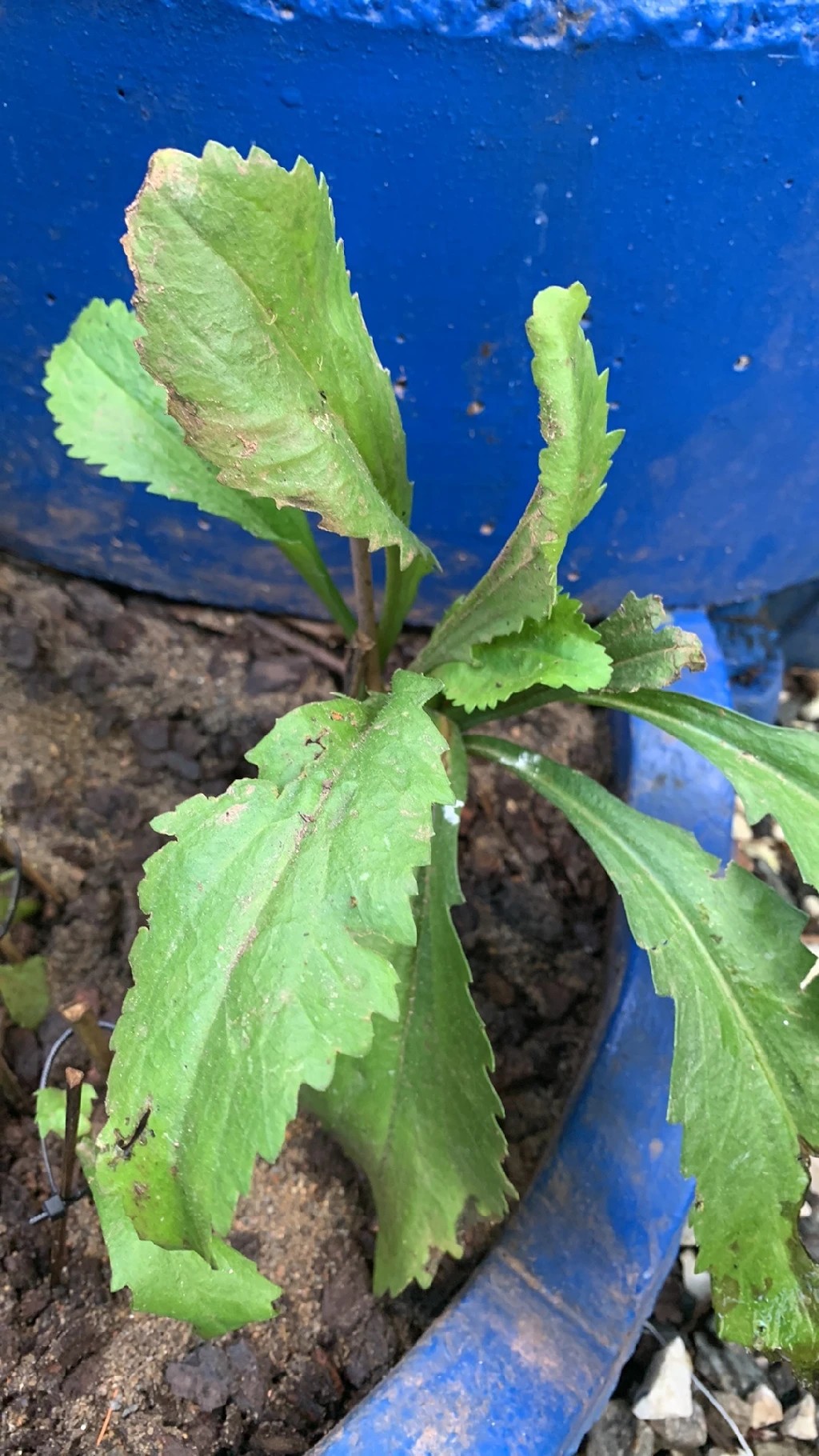 How to Treat Leaf rot Disease on Shasta daisy?