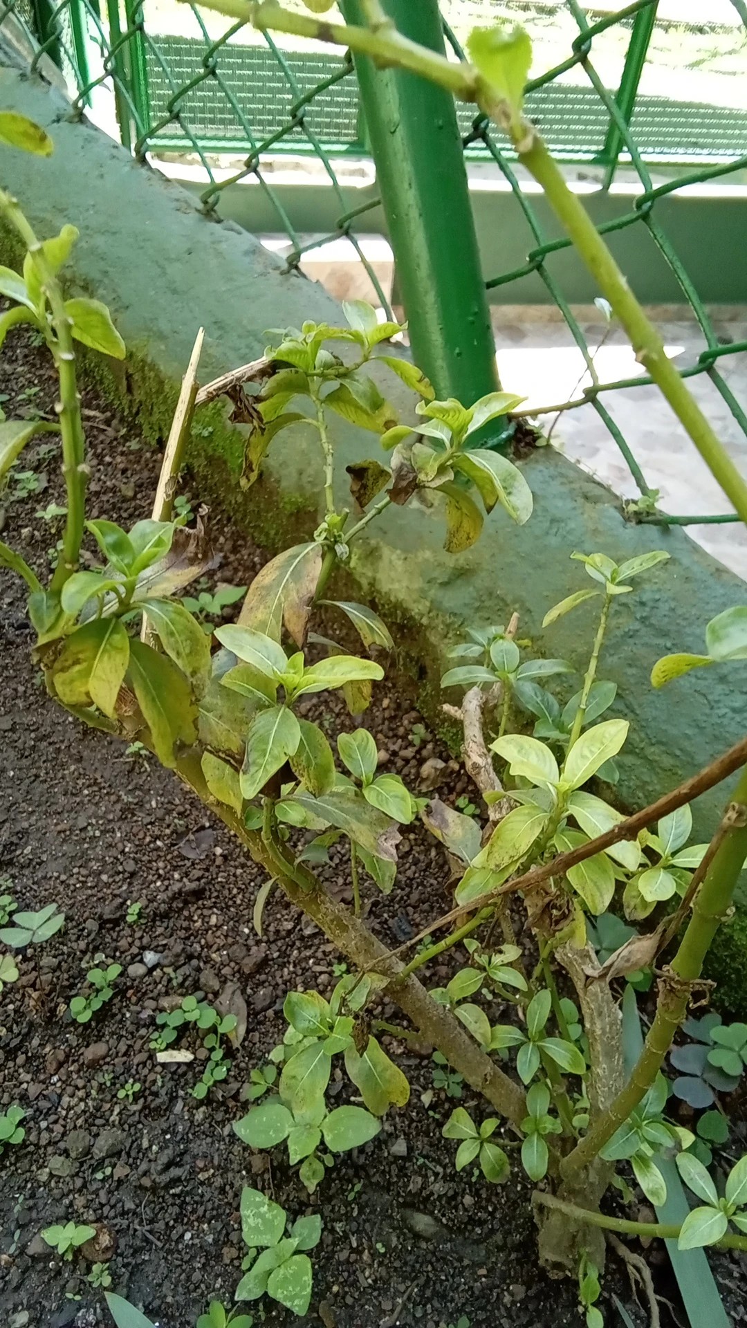 How to Treat Leaf rot Disease on Madagascar periwinkle?