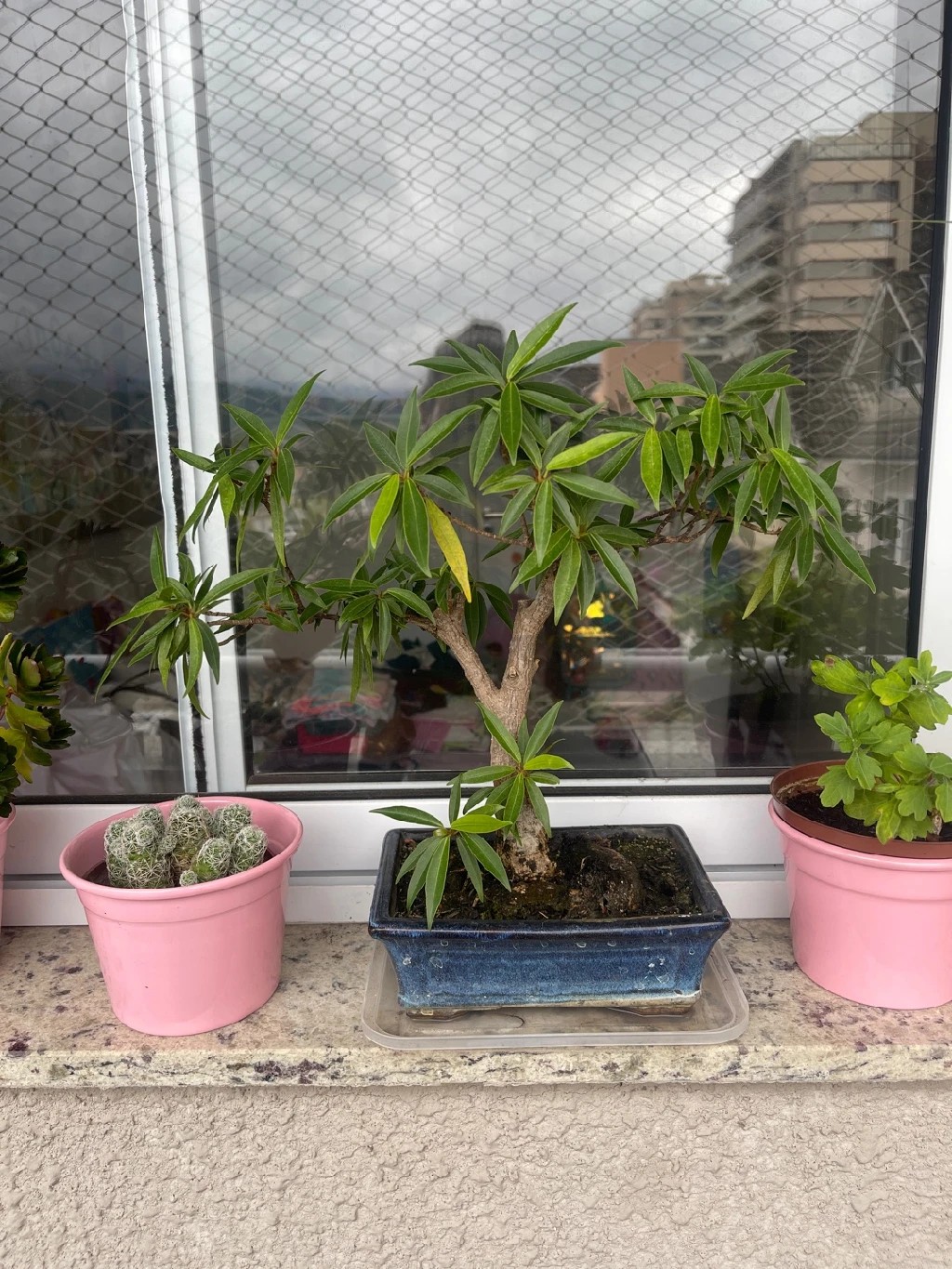 How to Treat Leaf spot Disease on Red frangipani?