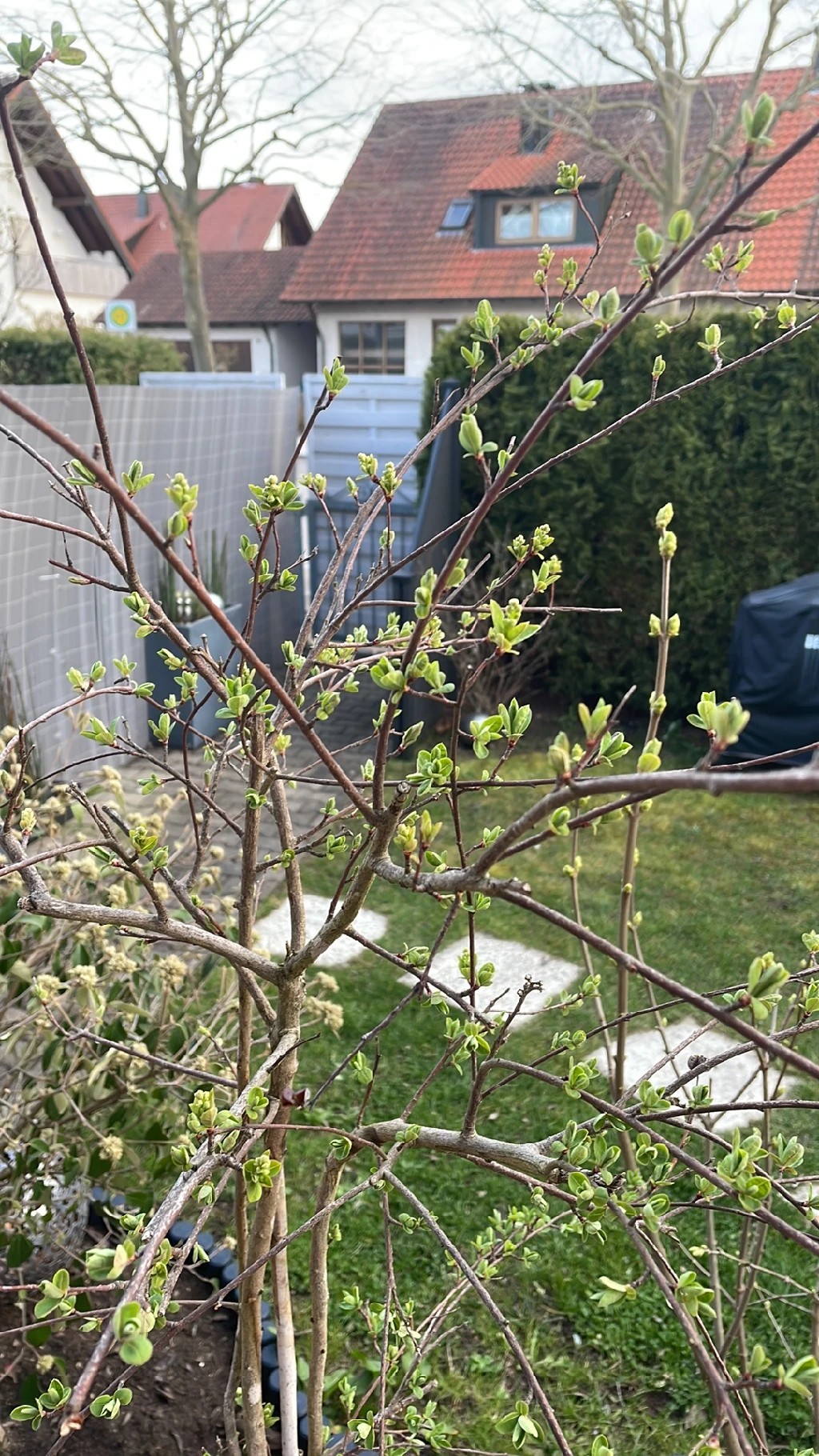 How to Treat Wilting Disease on Common lilac?