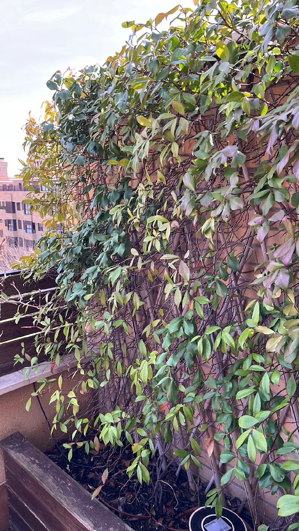 How to Treat Leaf blight Disease on Star jasmine?