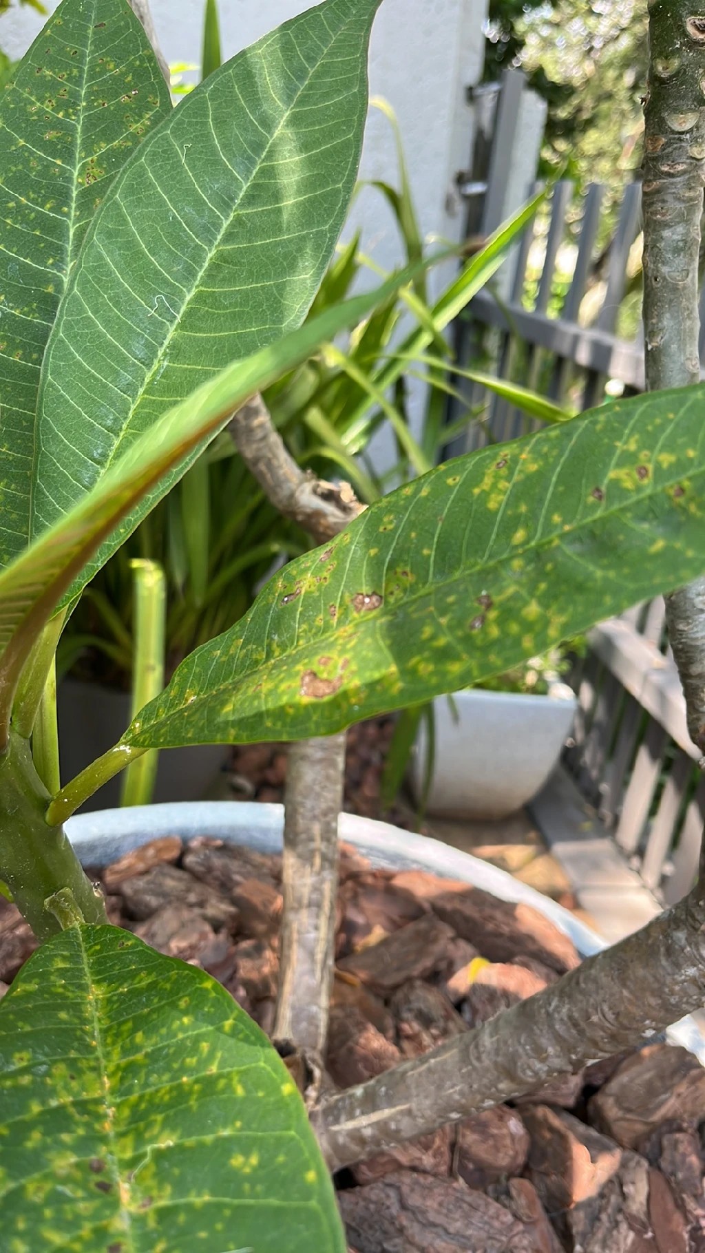 How to Treat Leaf spot Disease on Red frangipani?