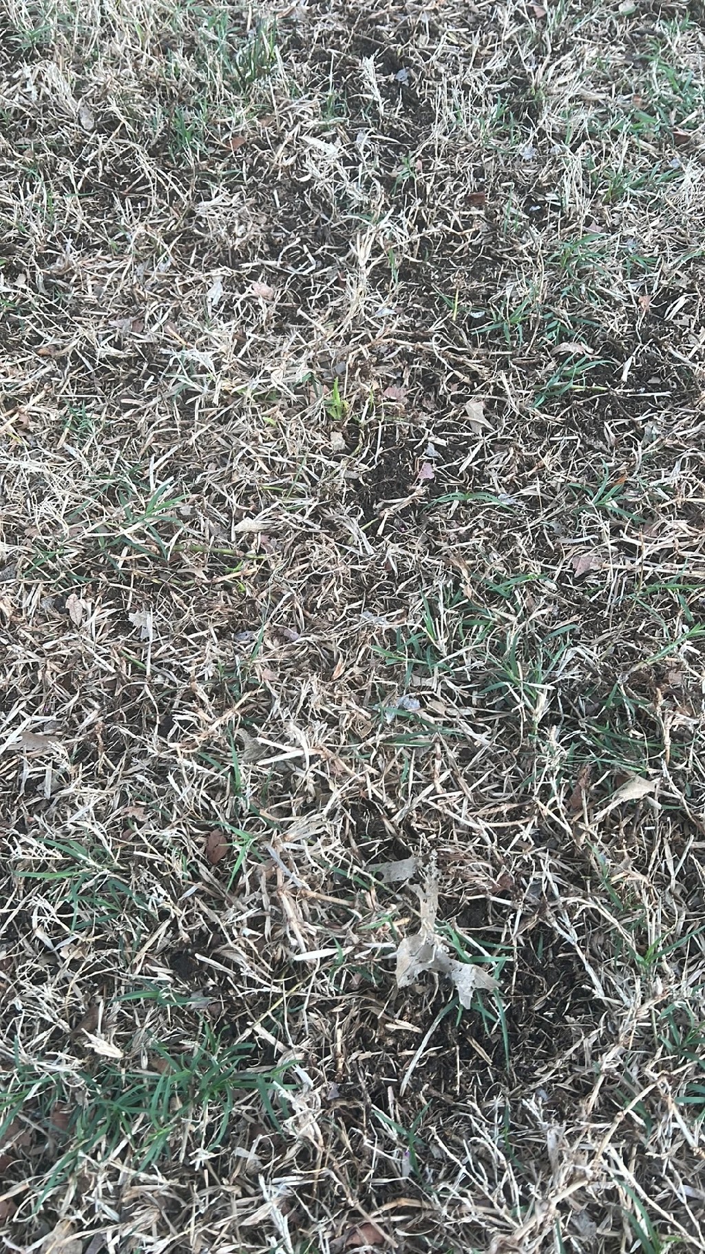 How to Treat Leaf blight Disease on Bermuda grass?