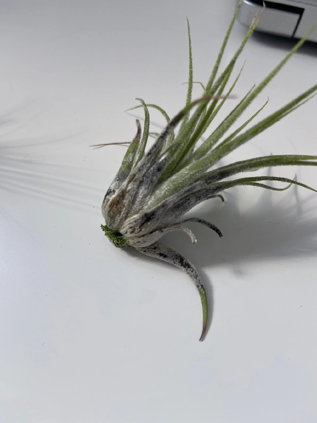 How to Treat Soft Rot Disease on Sky plant?