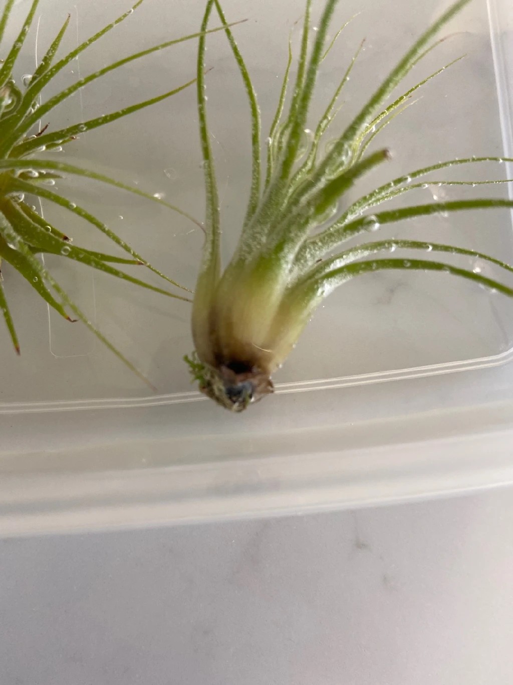 How to Treat Soft Rot Disease on Sky plant?