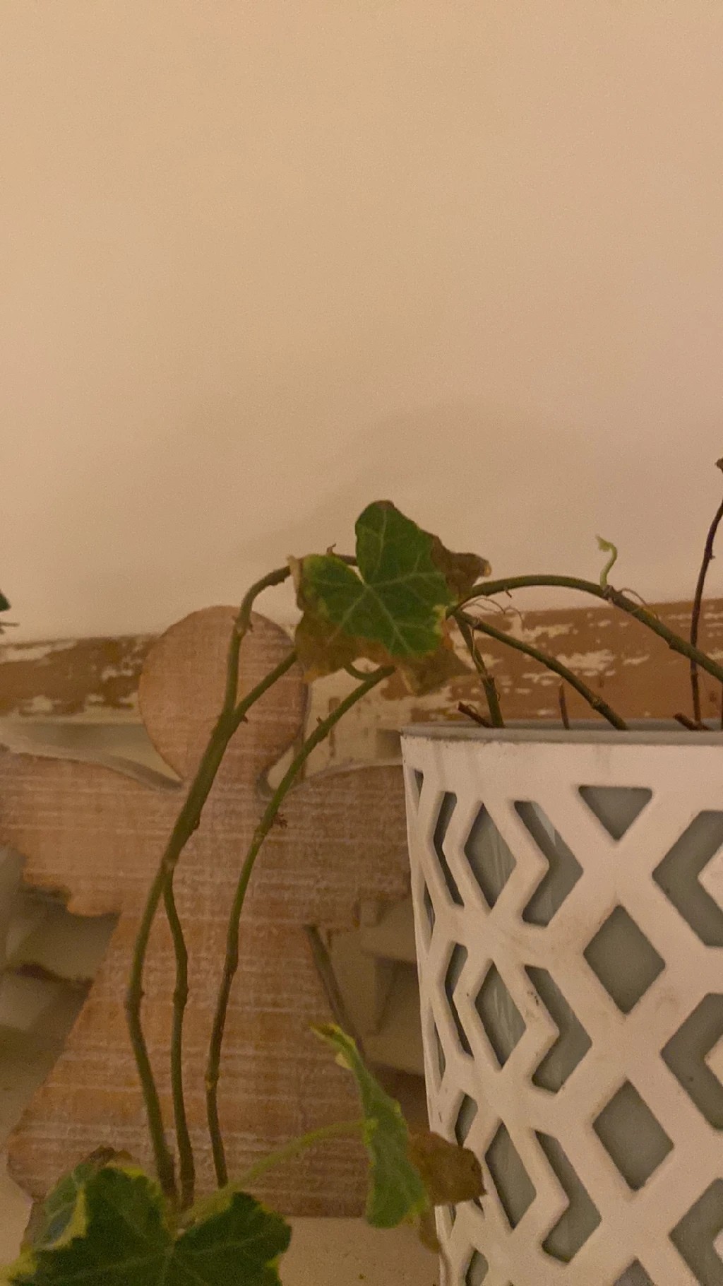 How to Treat Leaf blight Disease on English ivy?