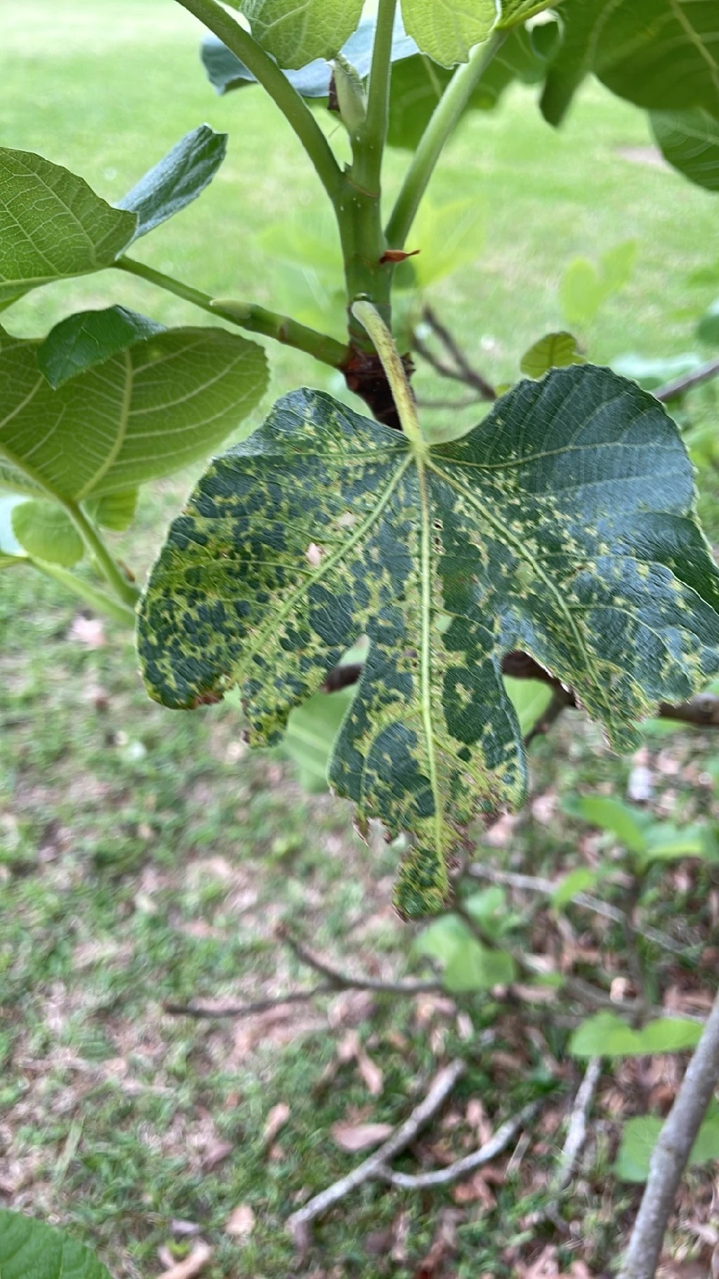 How to Treat Leaf spot Disease on Common fig?