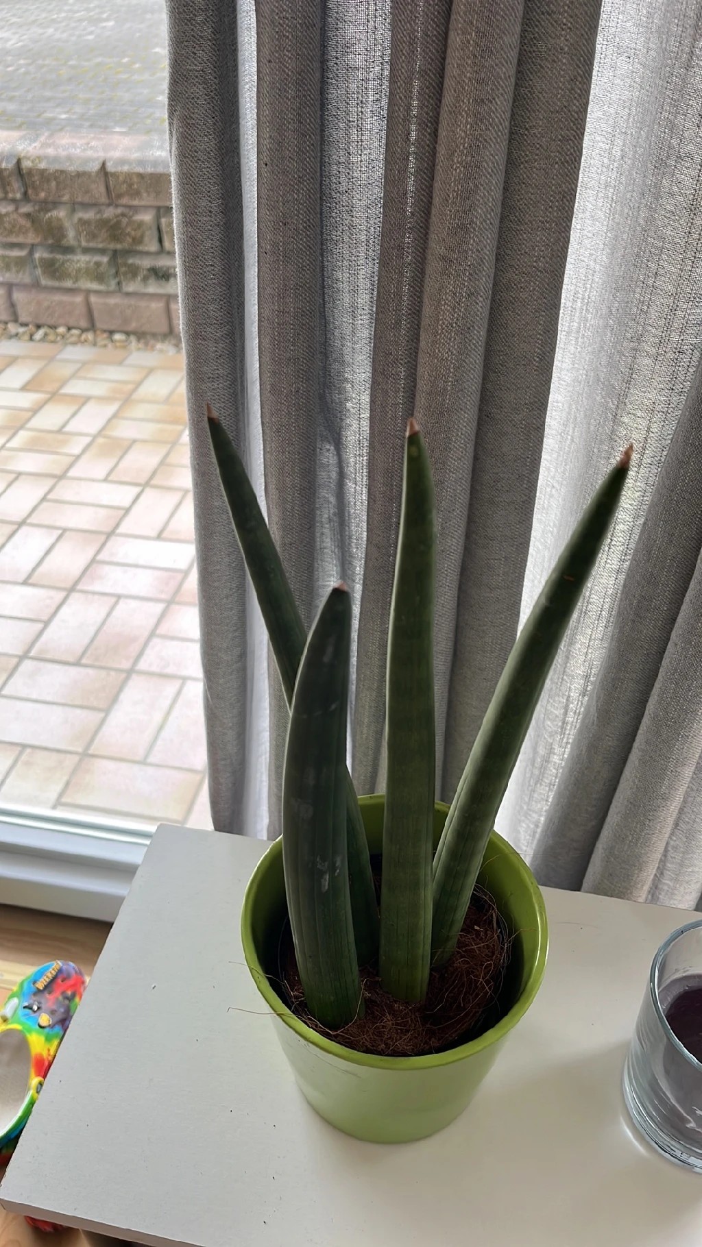 How to Treat Leaf blight Disease on Cylindrical snake plant?