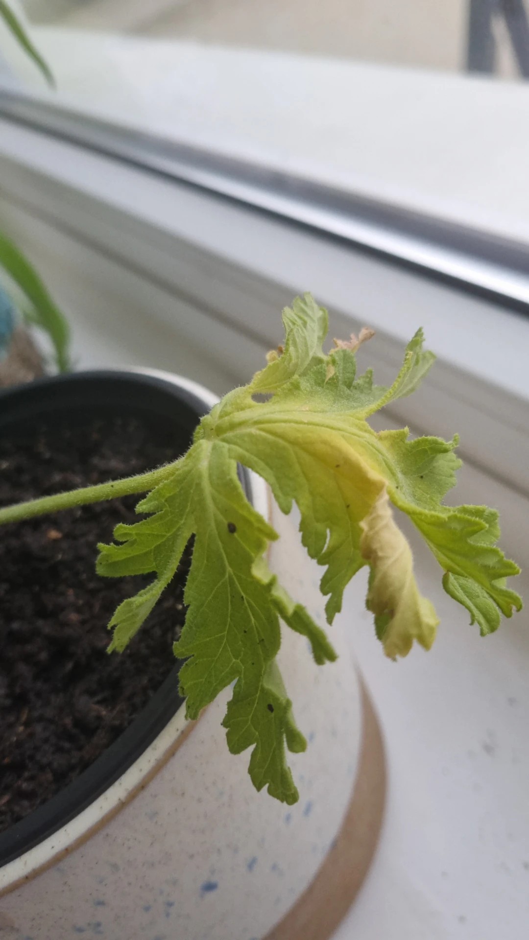 How to Treat Leaf rot Disease on Rose geranium?