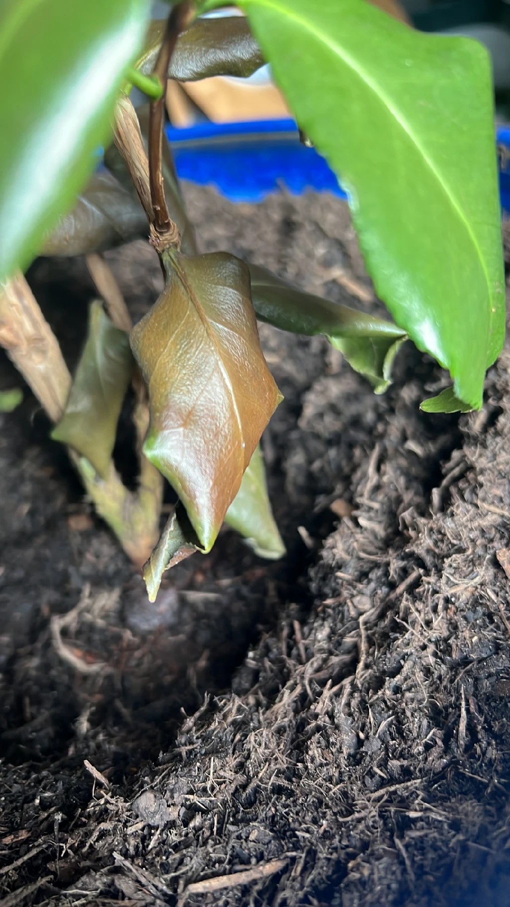 How to Treat Leaf rot Disease on Japanese camellia?