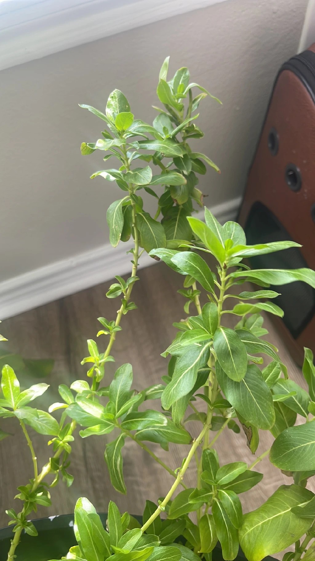 How to Treat Leaf rot Disease on Madagascar periwinkle?