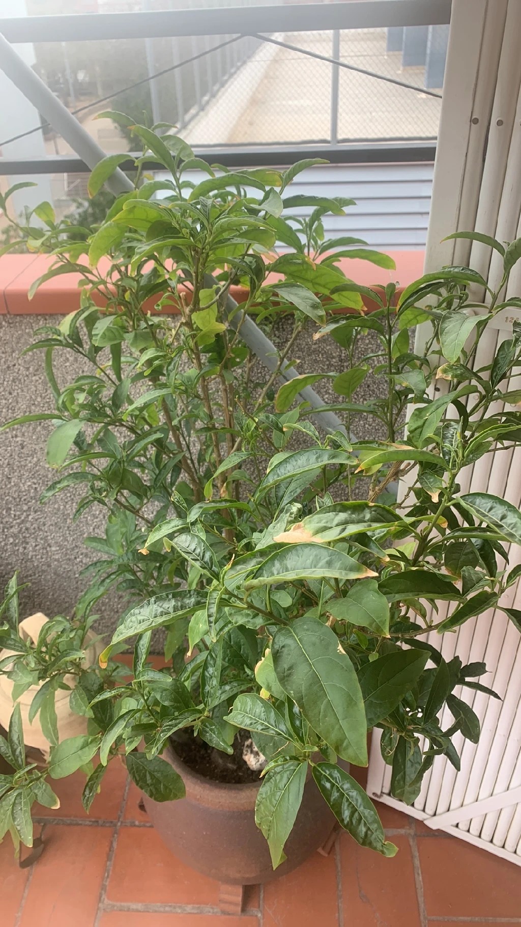 How to Treat Brown blotch yellow edge Disease on Night-blooming jasmine?