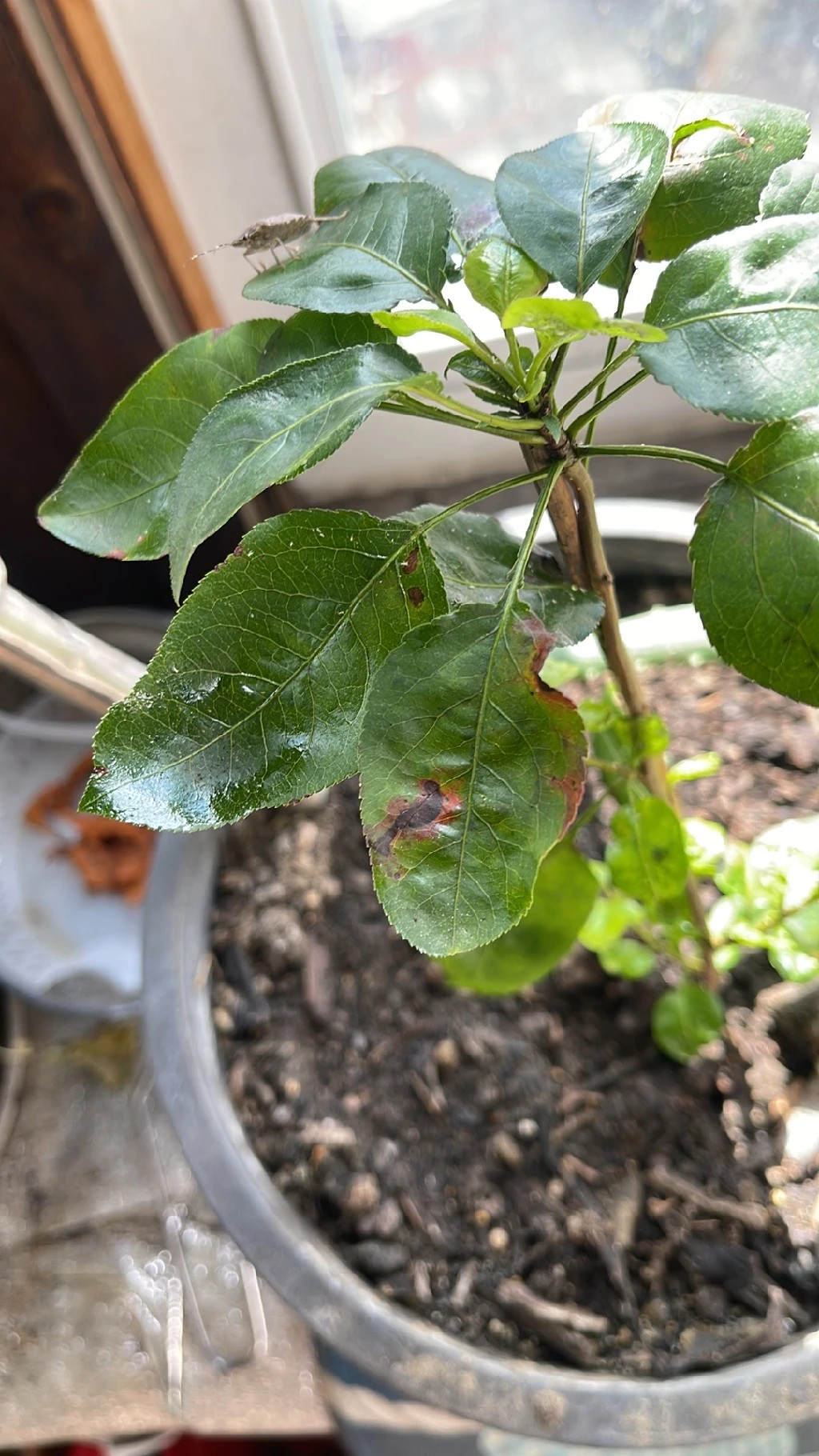 How to Treat Brown blotch Disease on Bradford pear?