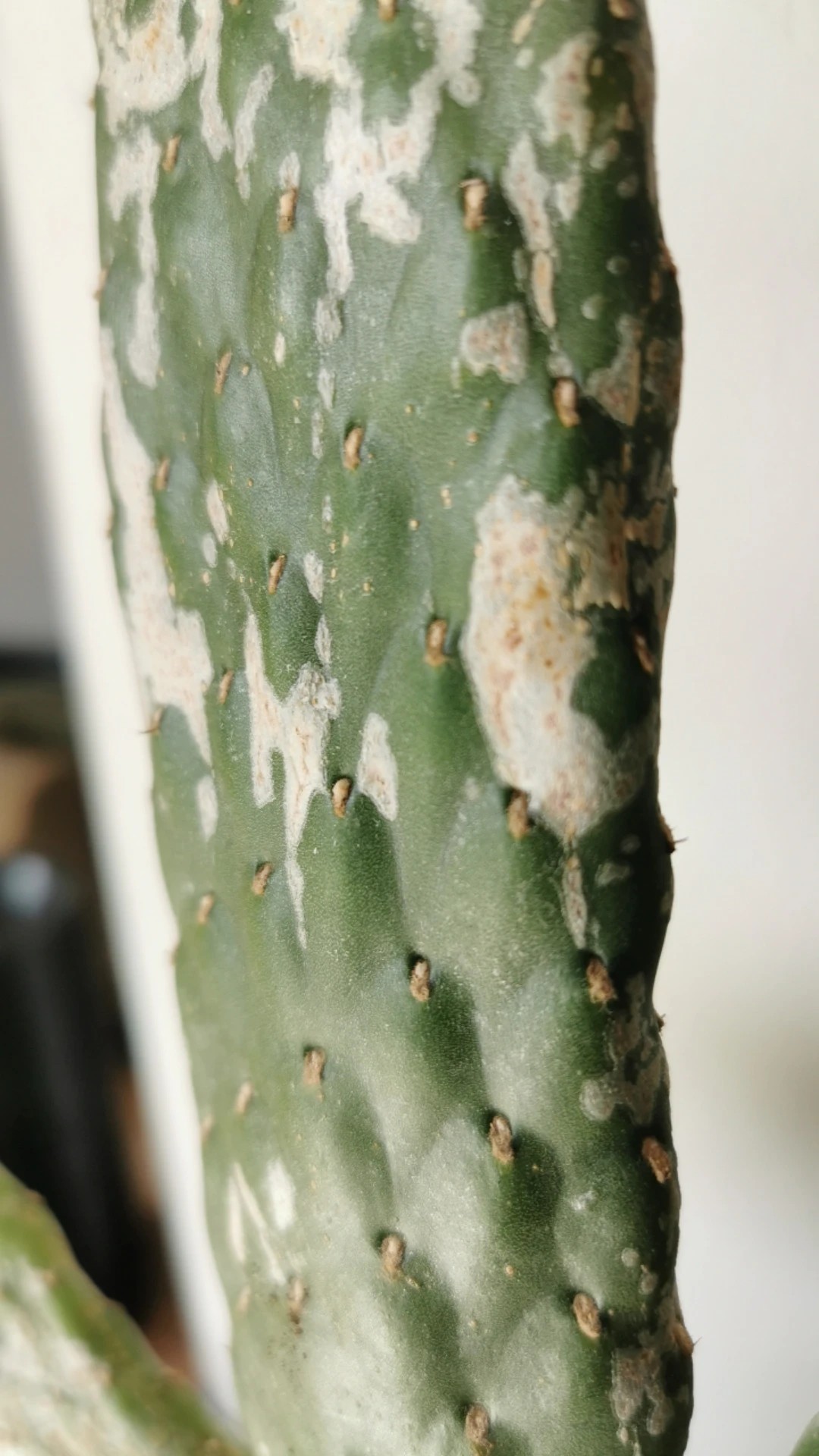 ¿Cómo tratar la enfermedad Cochinillas blancas en Nopal?