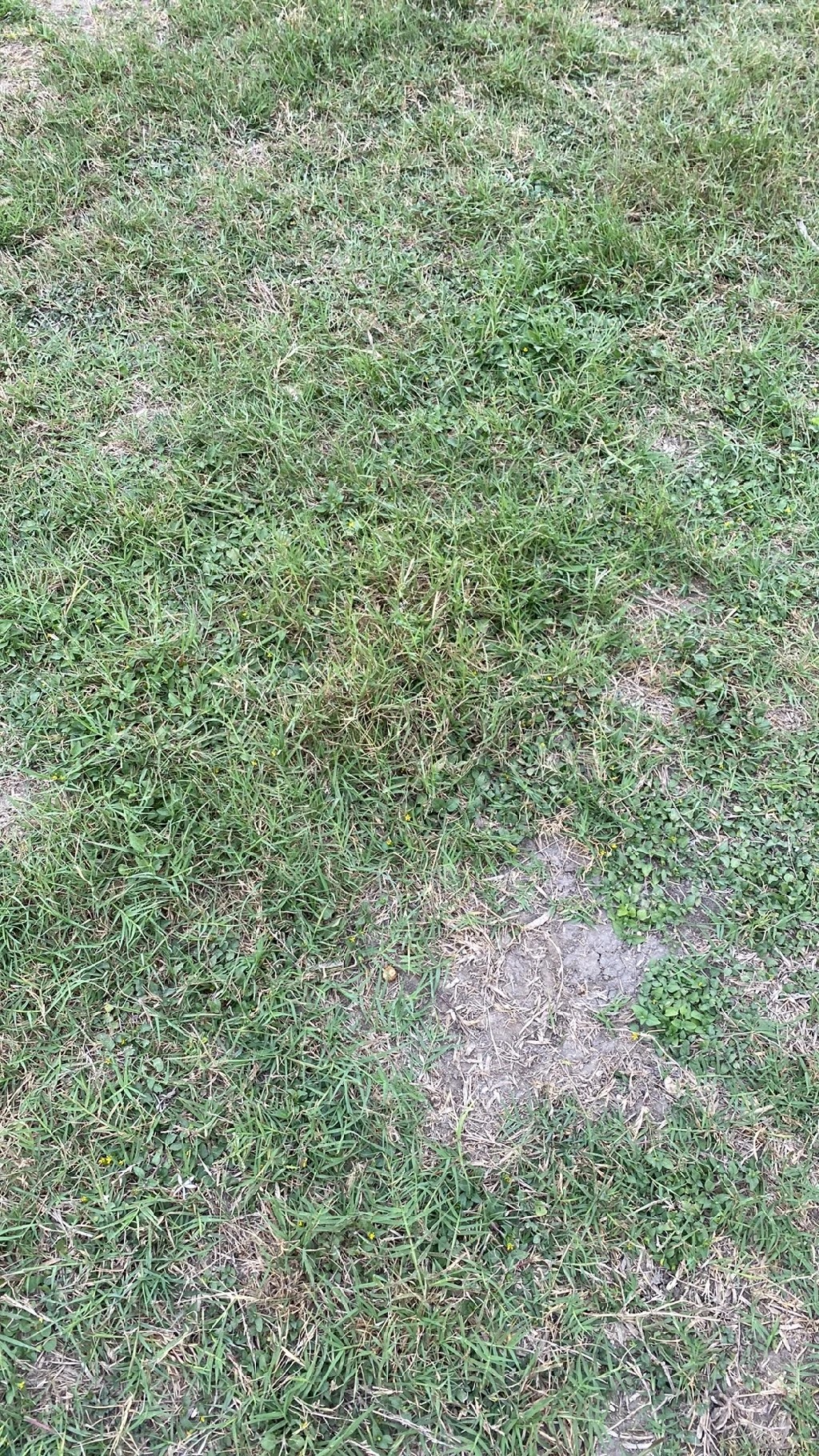 How to Treat Leaf blight Disease on Bermuda grass?