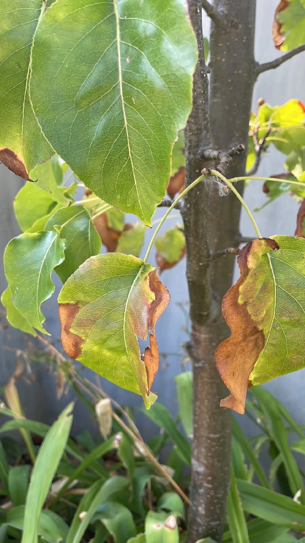 Pear Tree With Brown Spots On Leaves - Infoupdate.org