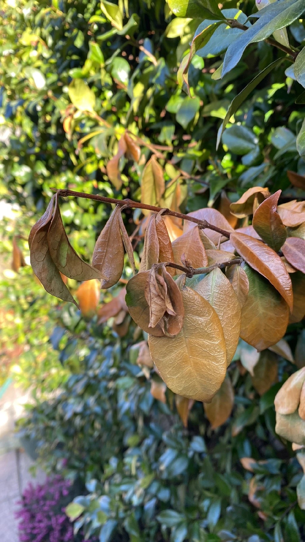 How to Treat Leaf blight Disease on Star jasmine?