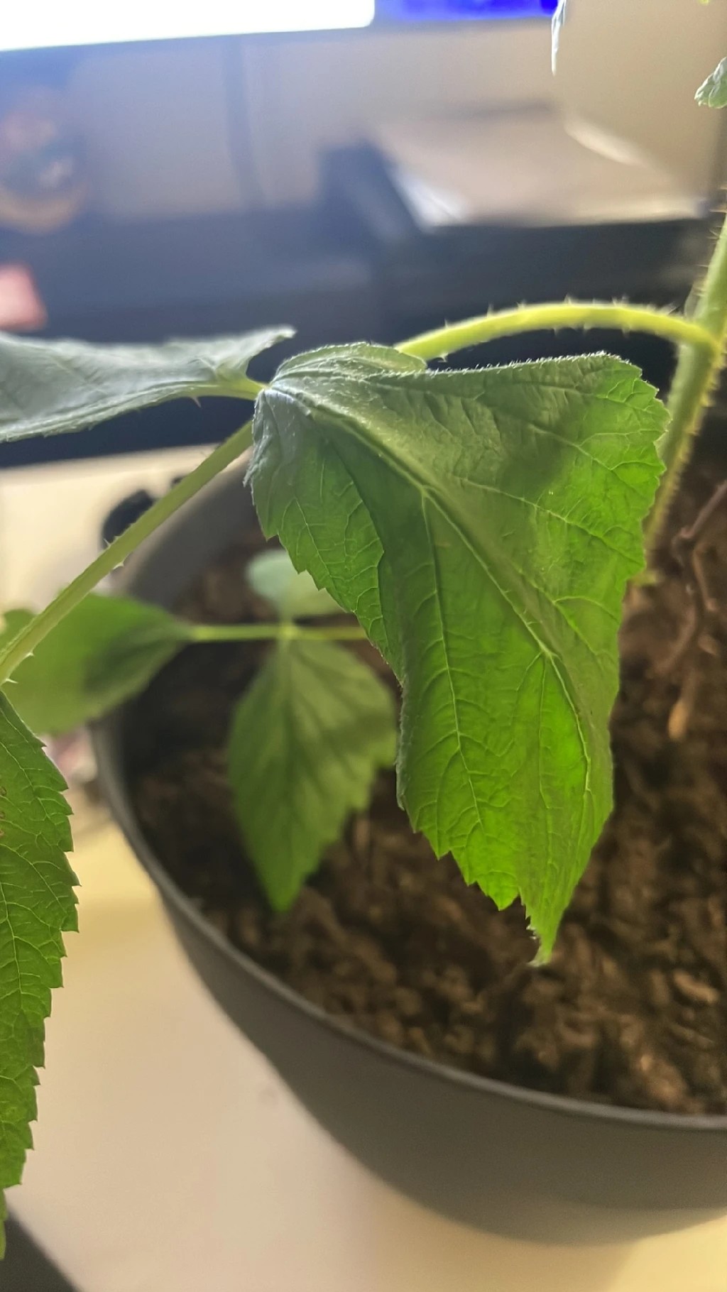 How to Treat Wilting Disease on Red raspberry?