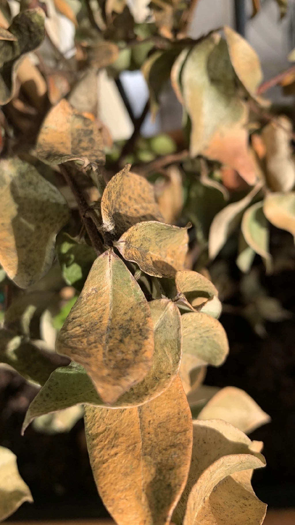 How to Treat Leaf blight Disease on Star jasmine?